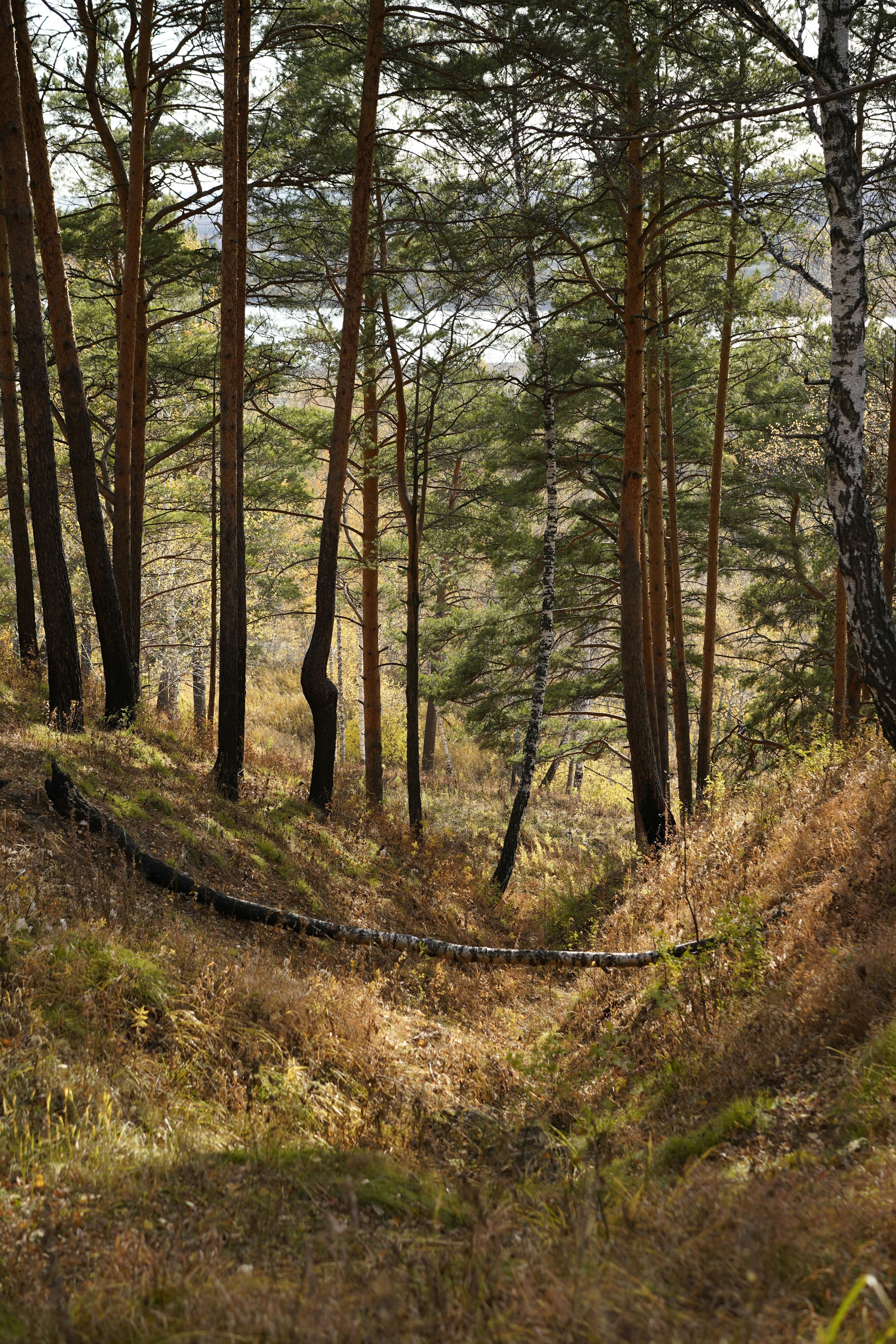 Grass Covered Ground in a Forest · Free Stock Photo