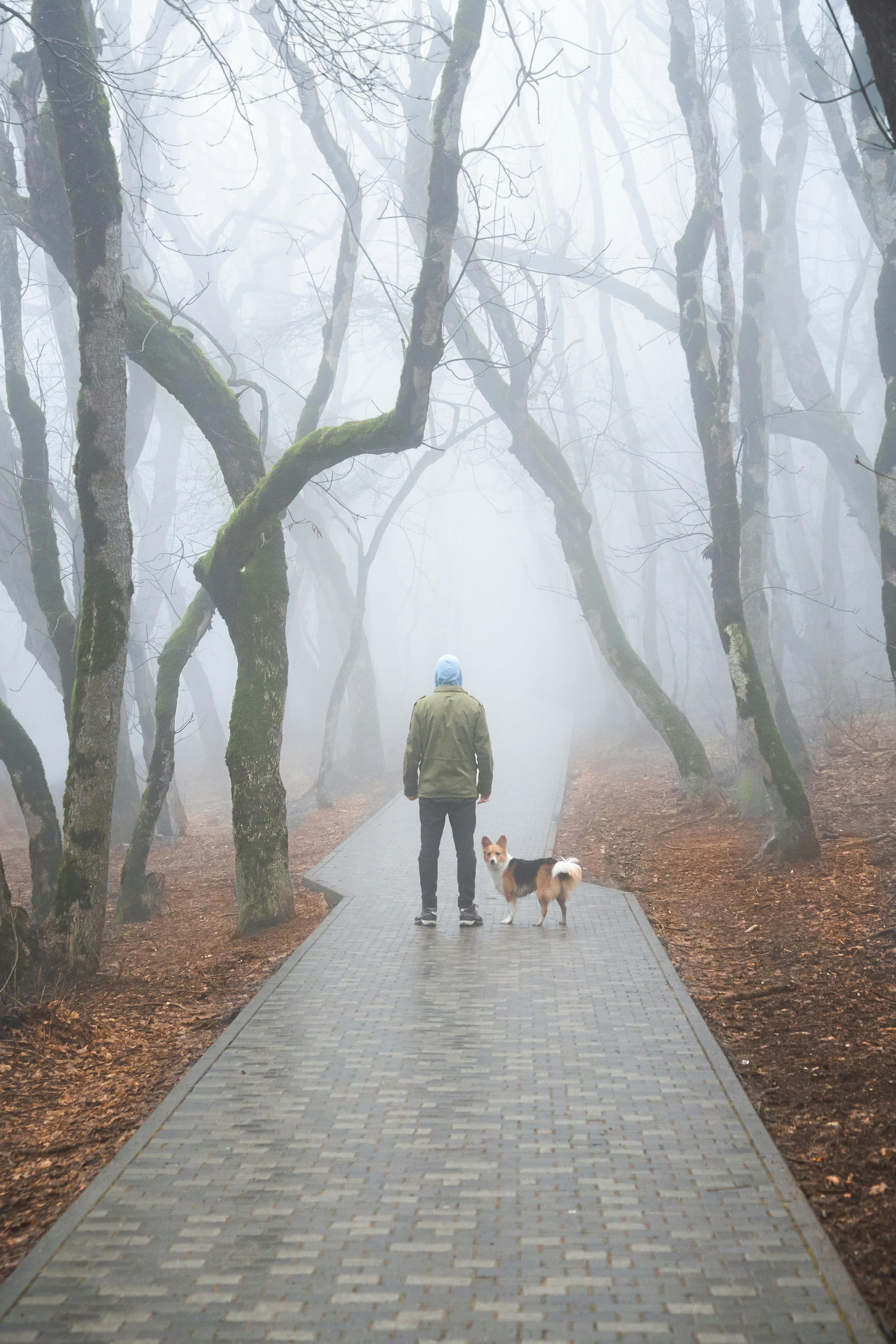 Person Walking Dog in Fog · Free Stock Photo