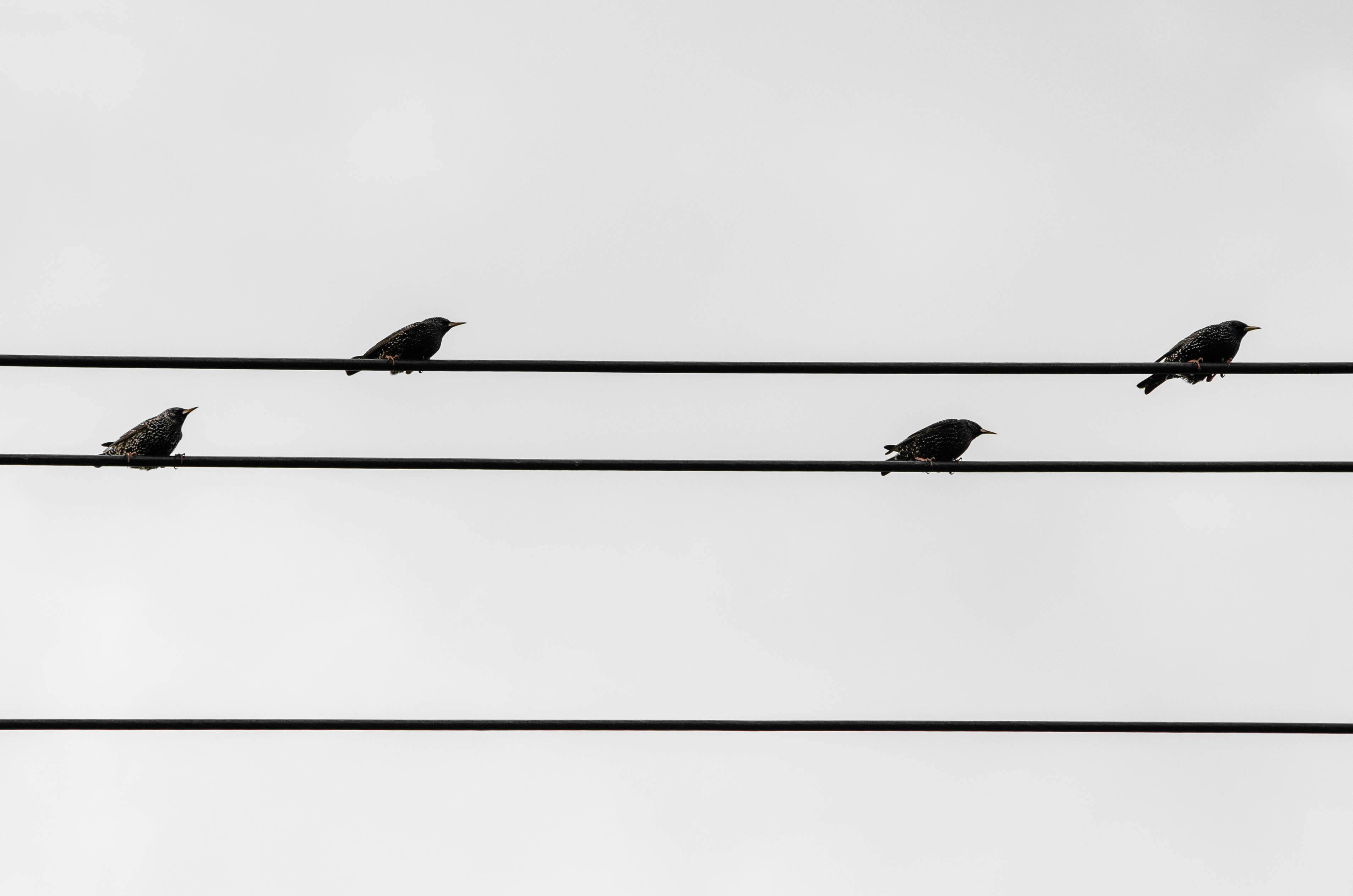 Birds On Wires Photos, Download The BEST Free Birds On Wires Stock ...
