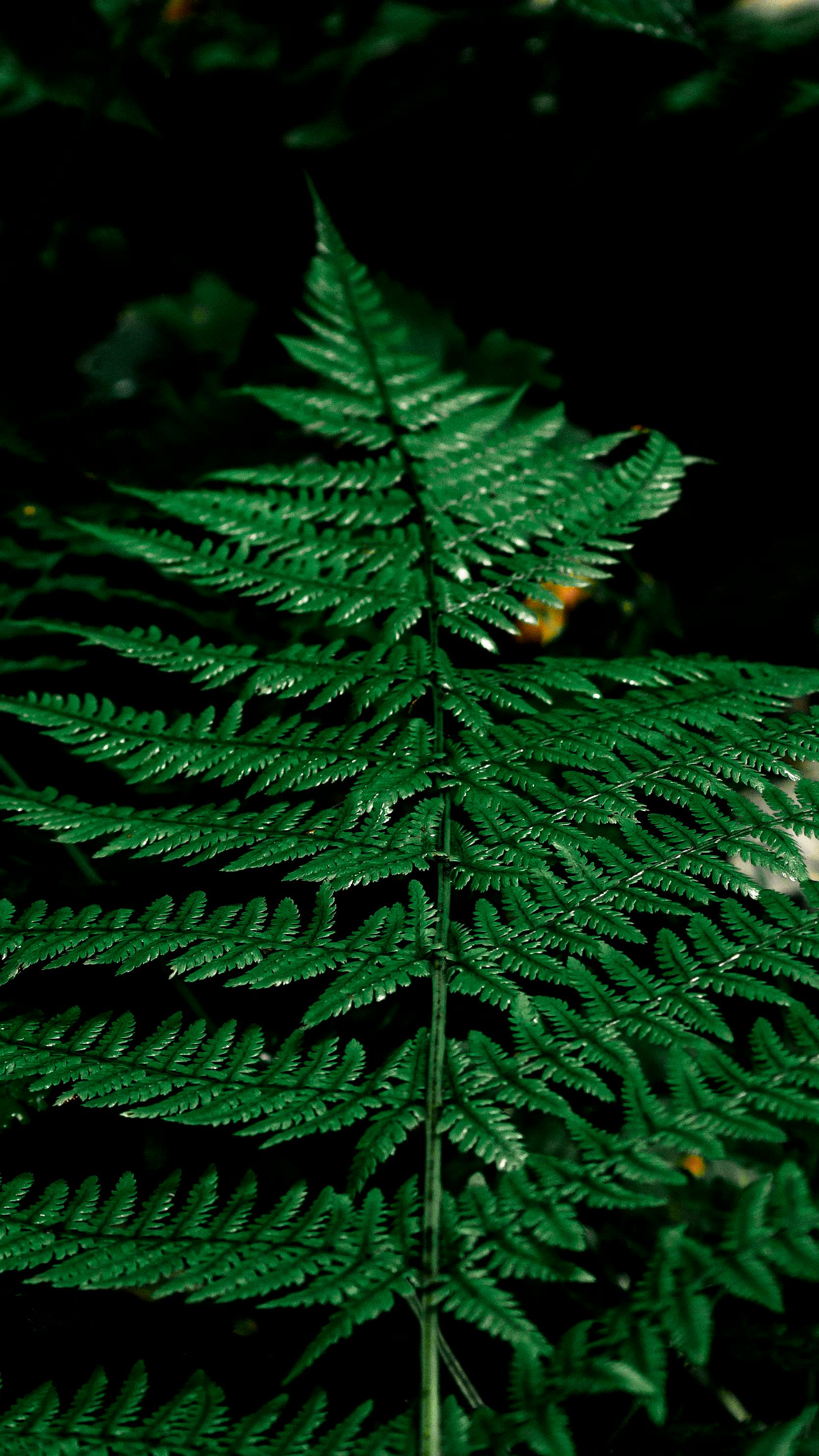 Closeup Photography of Green Fern Palnt · Free Stock Photo