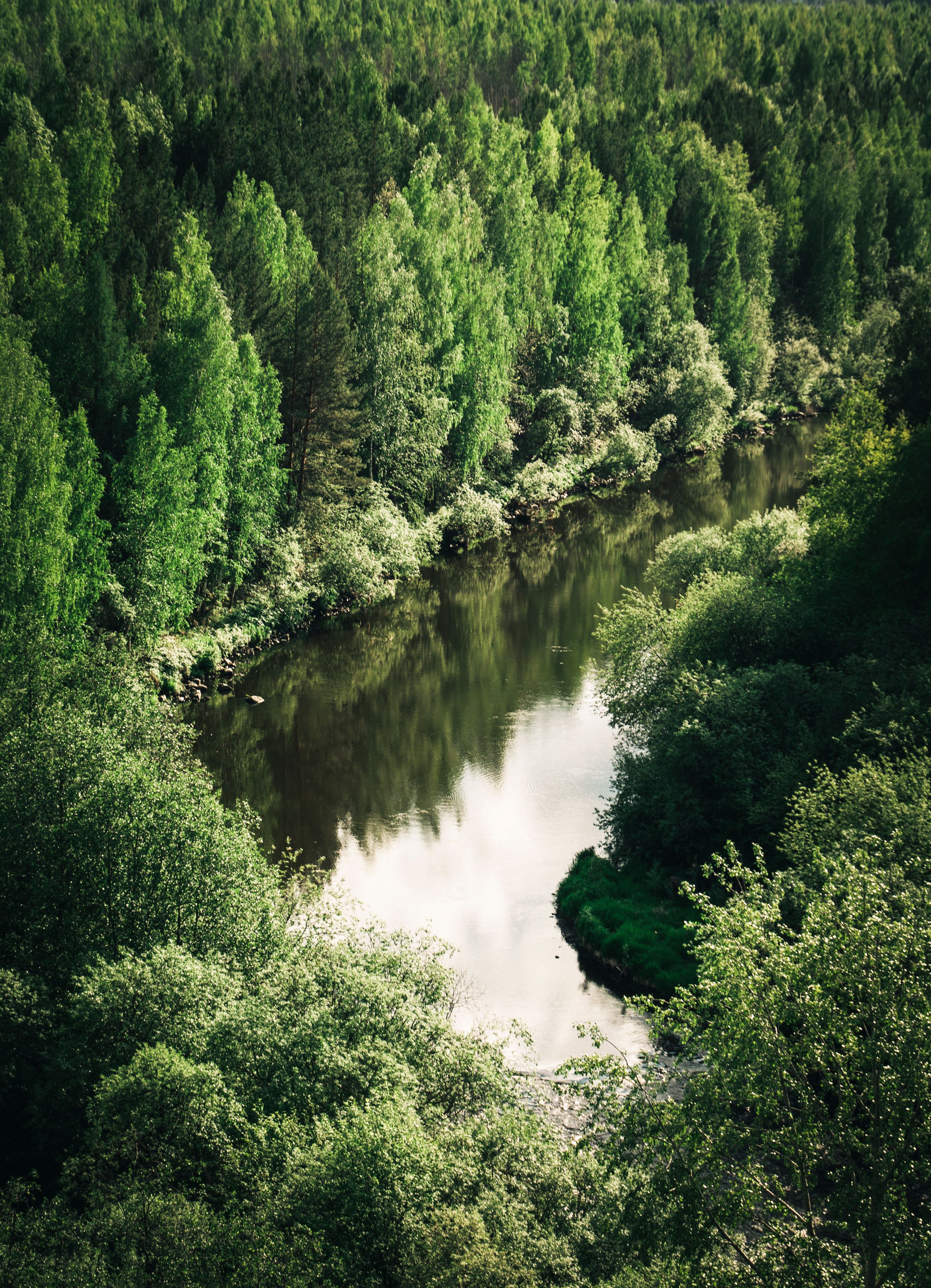 A Narrow River Between Trees · Free Stock Photo