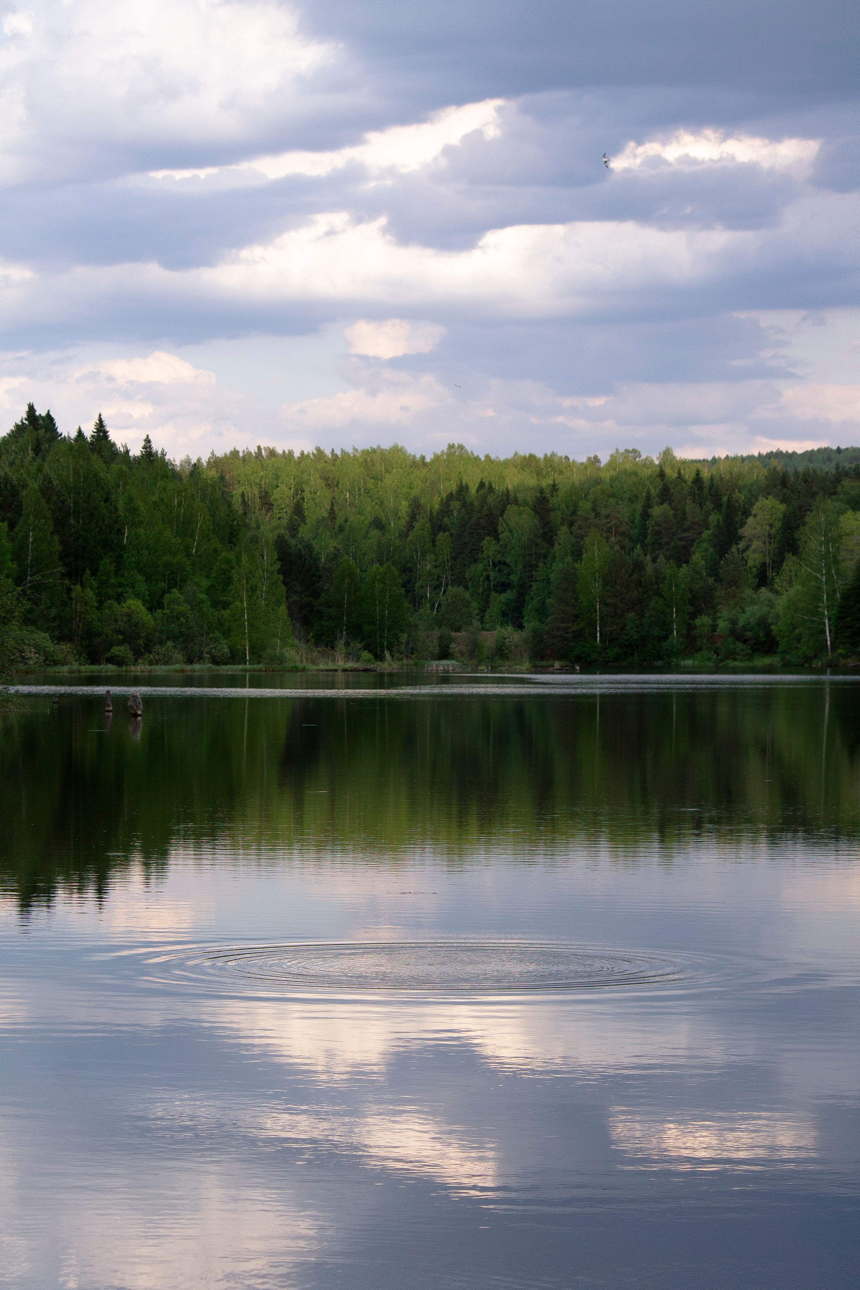 Photo of Green Trees Near a Lake · Free Stock Photo