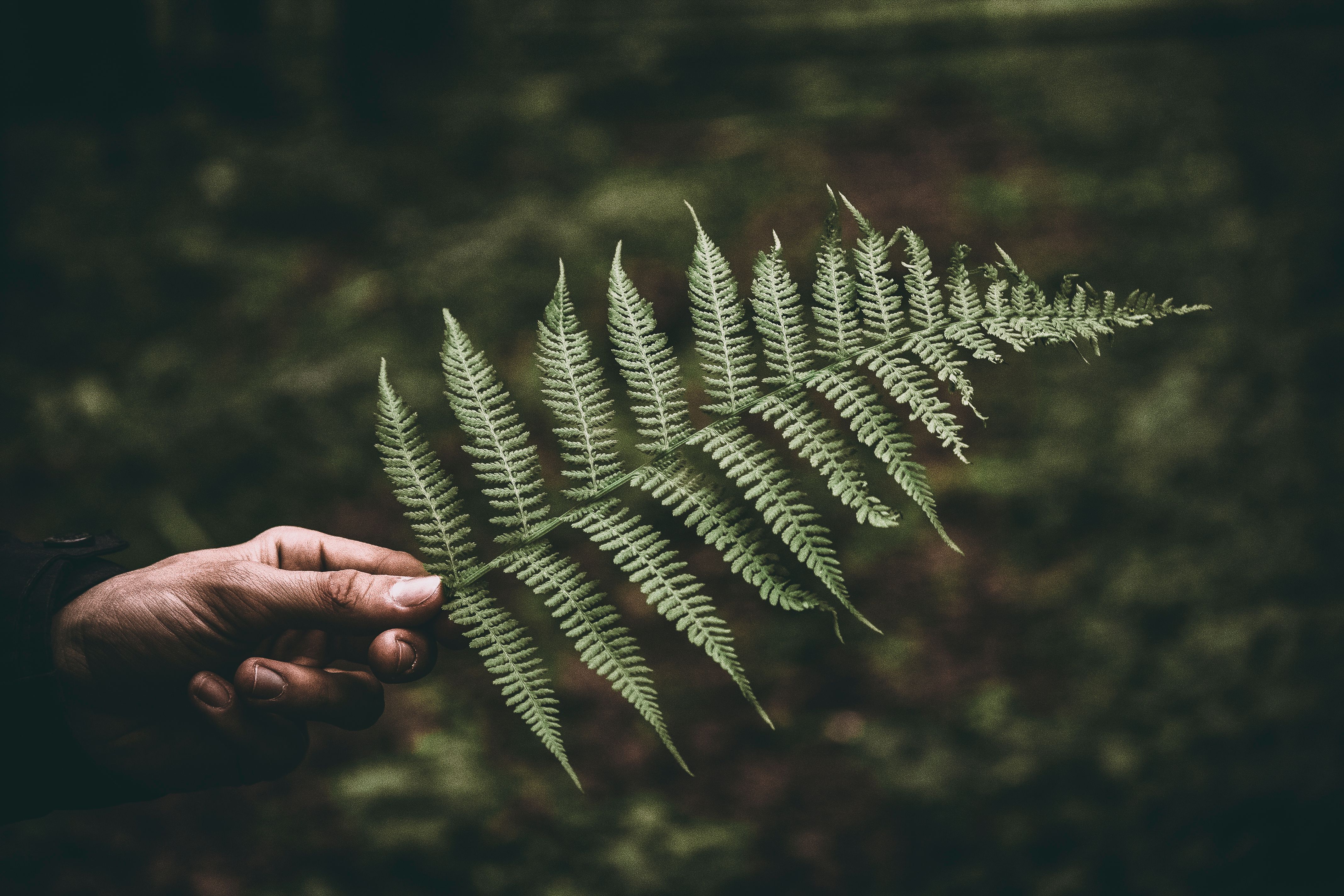 Person Holding Fern Leaf · Free Stock Photo