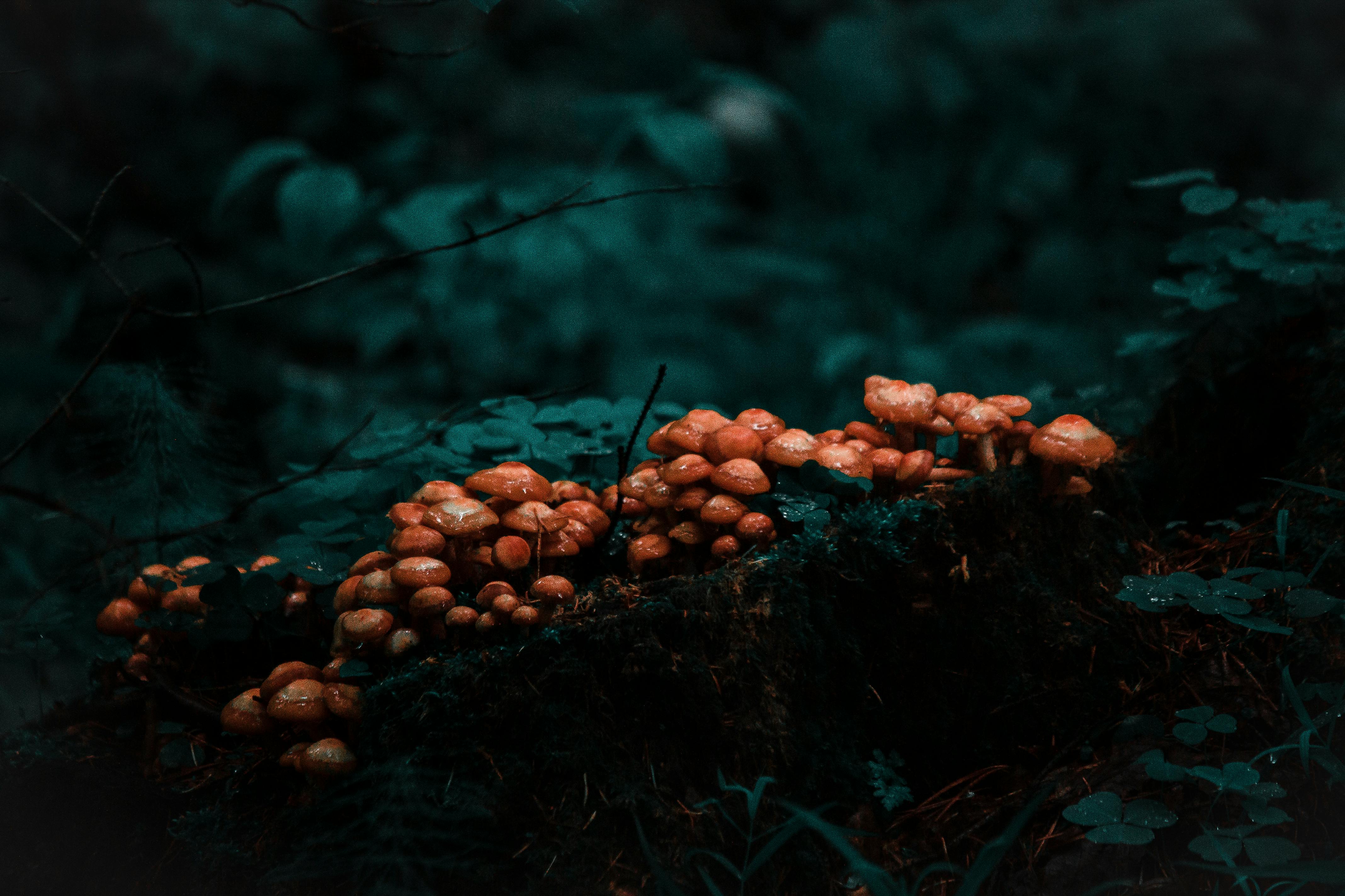 A Person Harvesting White Mushrooms · Free Stock Photo