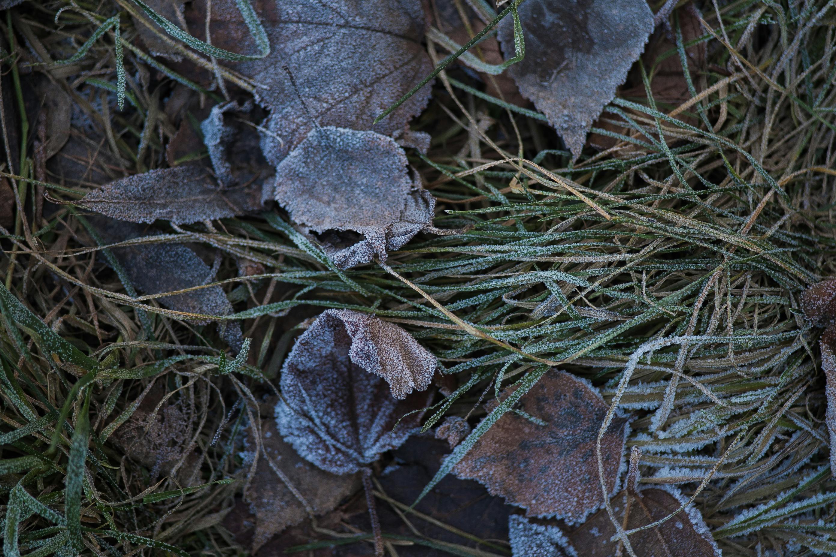 Frosted Snow Photos, Download The BEST Free Frosted Snow Stock Photos ...