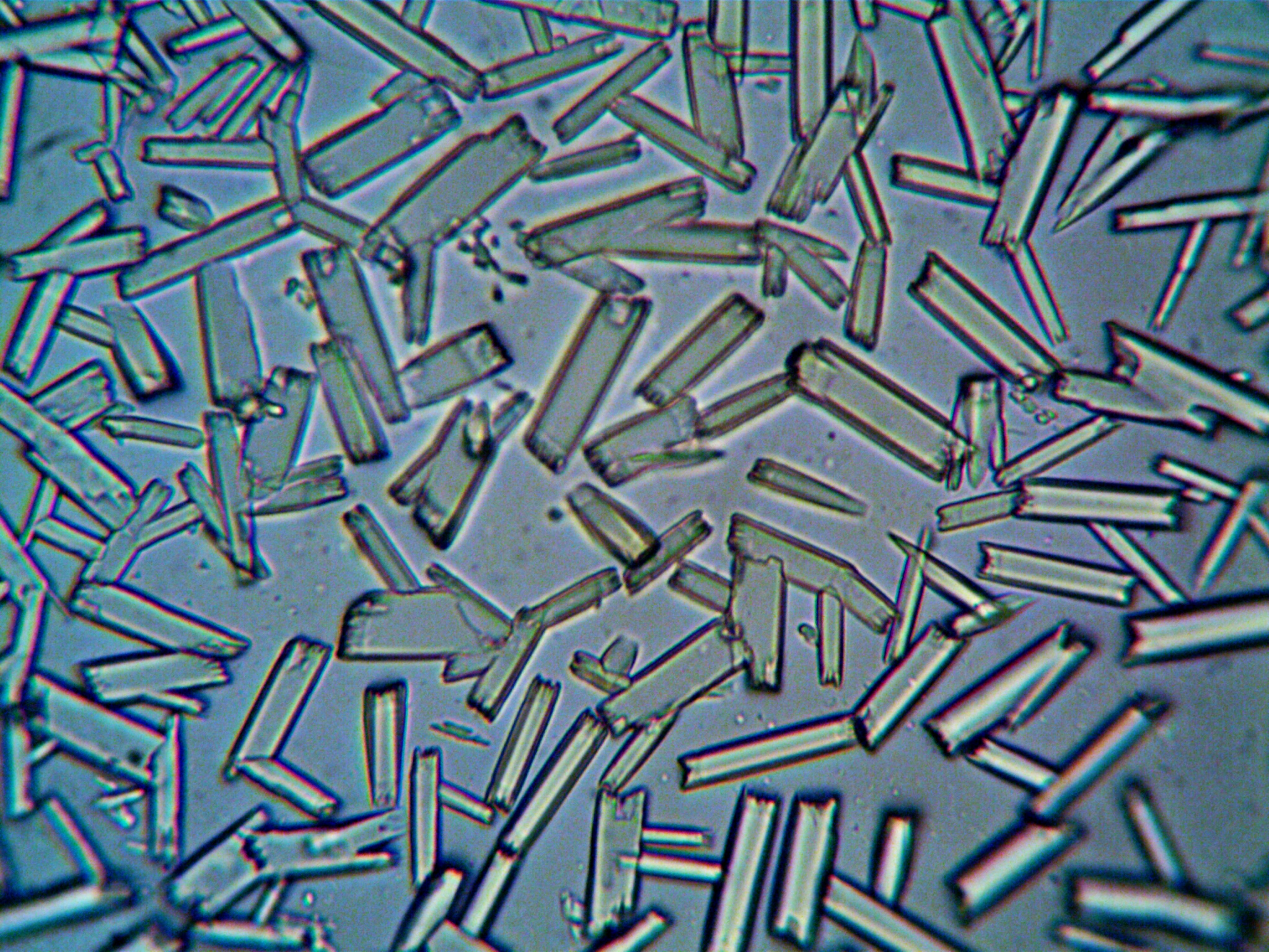 Cell Seen Under Microscope · Free Stock Photo