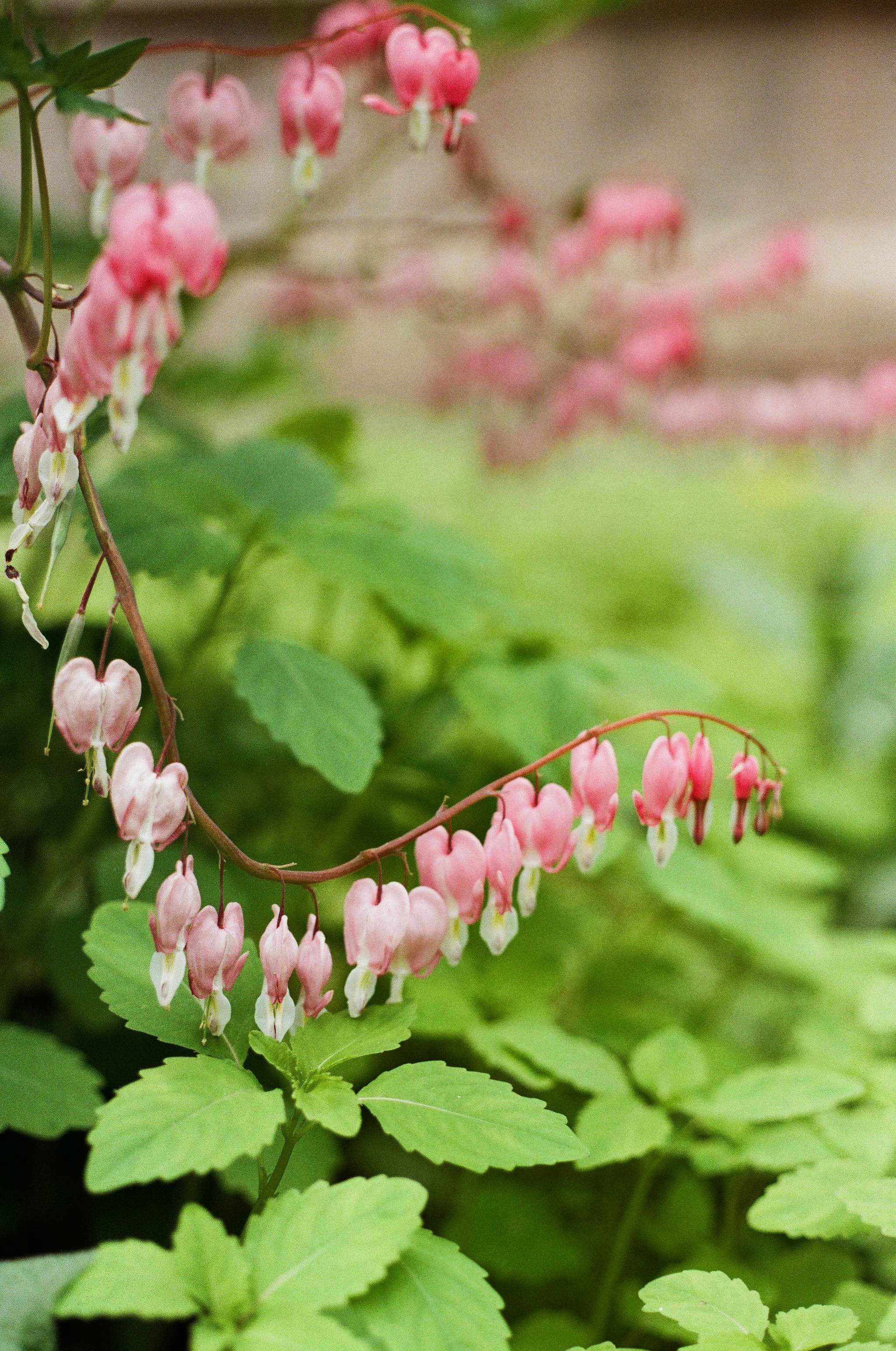 Free Heart Shaped Flowers Images | Best Flower Site