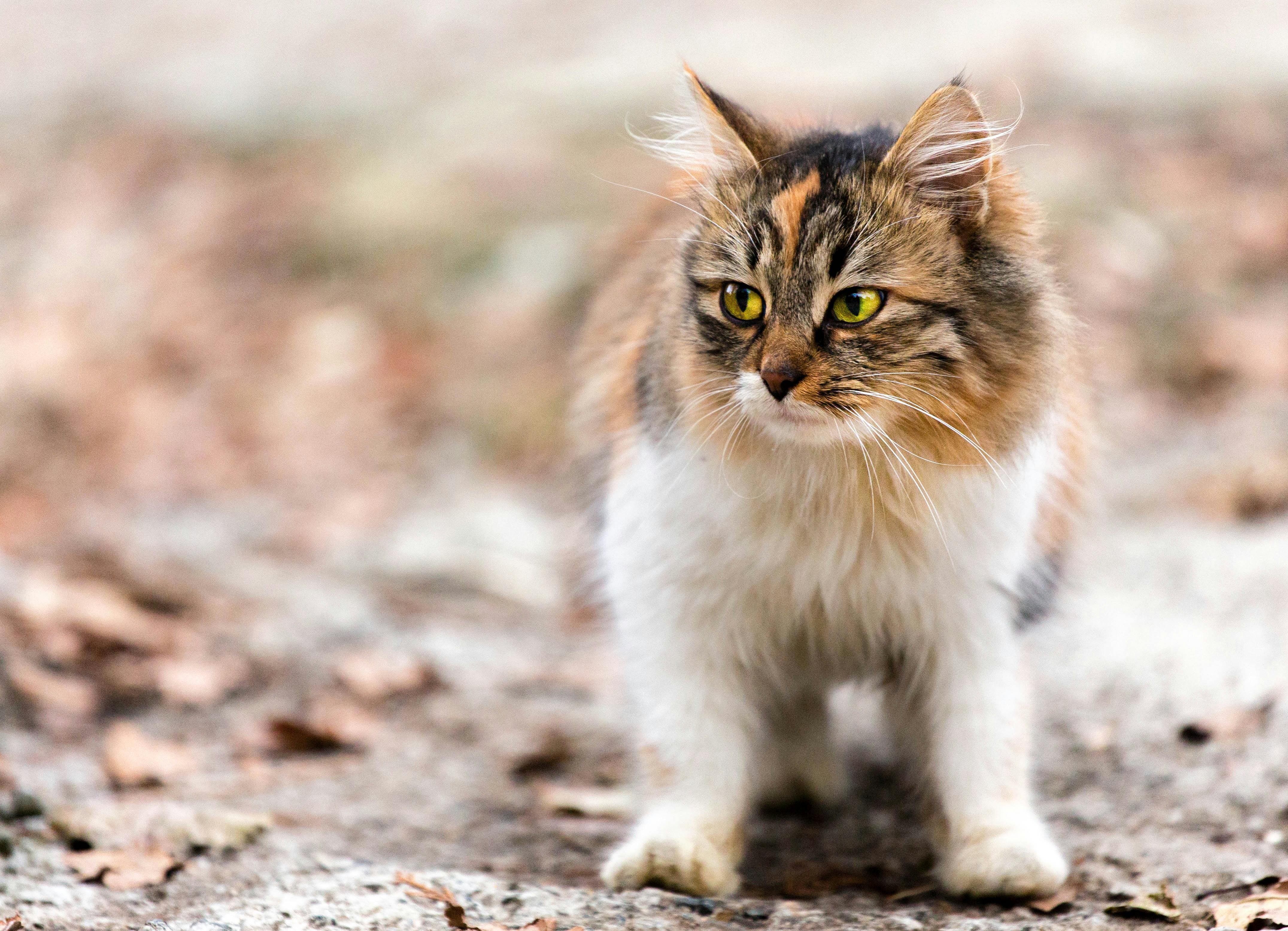 Standing Tabby Cat on Dirt Ground · Free Stock Photo