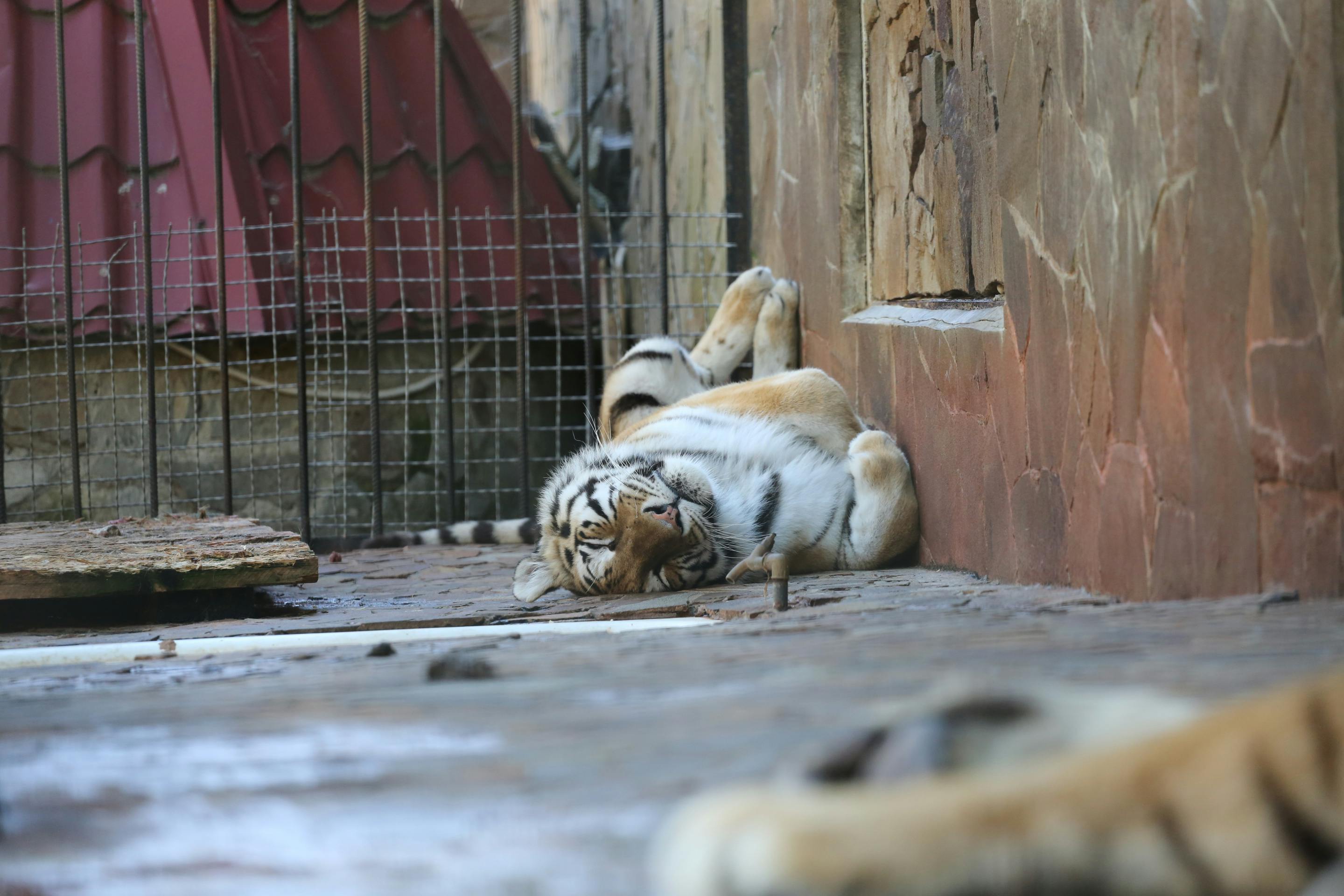 Tiger Lying Inside the Cage · Free Stock Photo