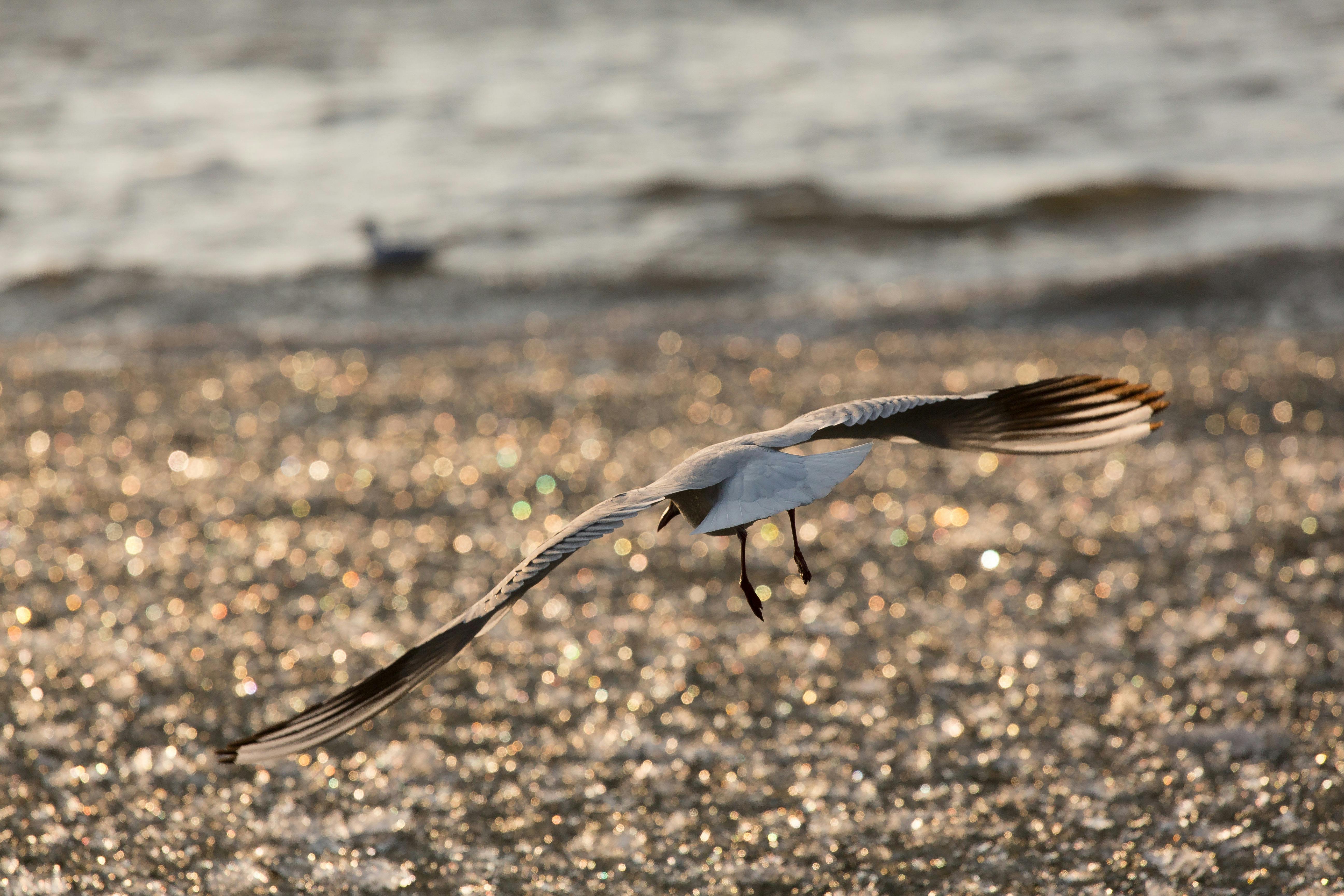 Selective Focus Photograph of a Bird Flying · Free Stock Photo