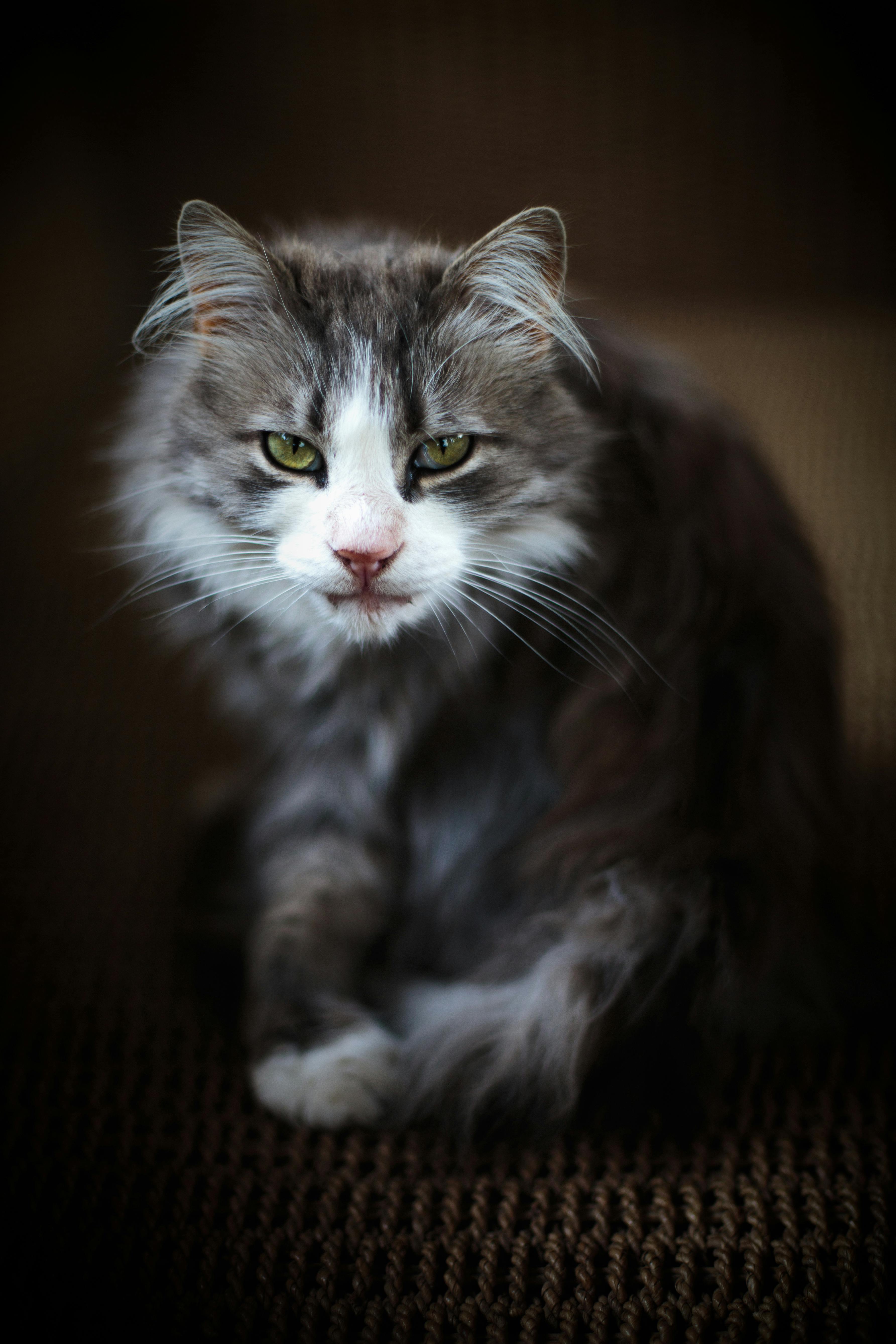Photo of a Norwegian Forest Cat · Free Stock Photo