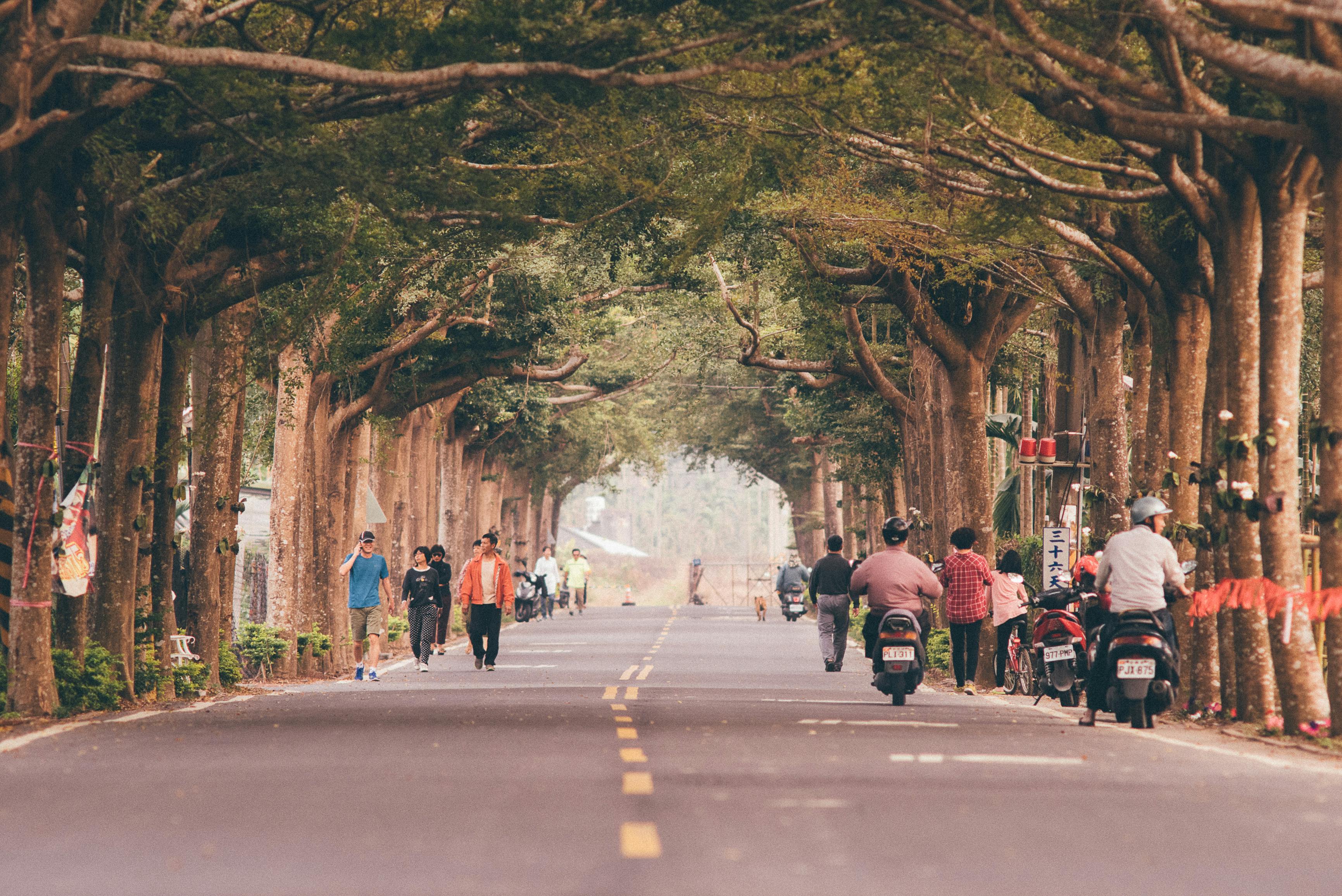 People Walking on the Street Between Green Trees · Free Stock Photo