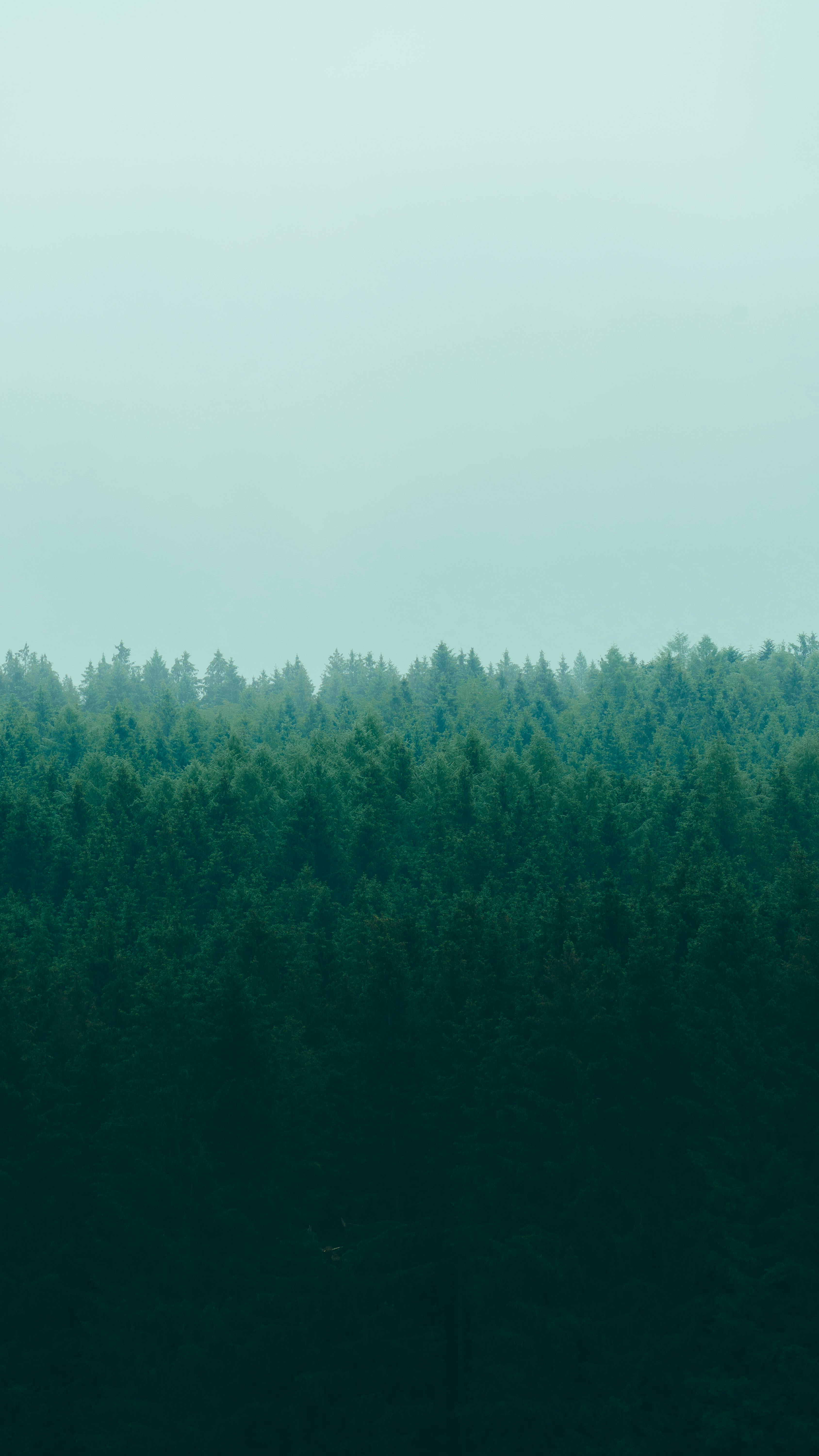 Green Trees in the Forest · Free Stock Photo
