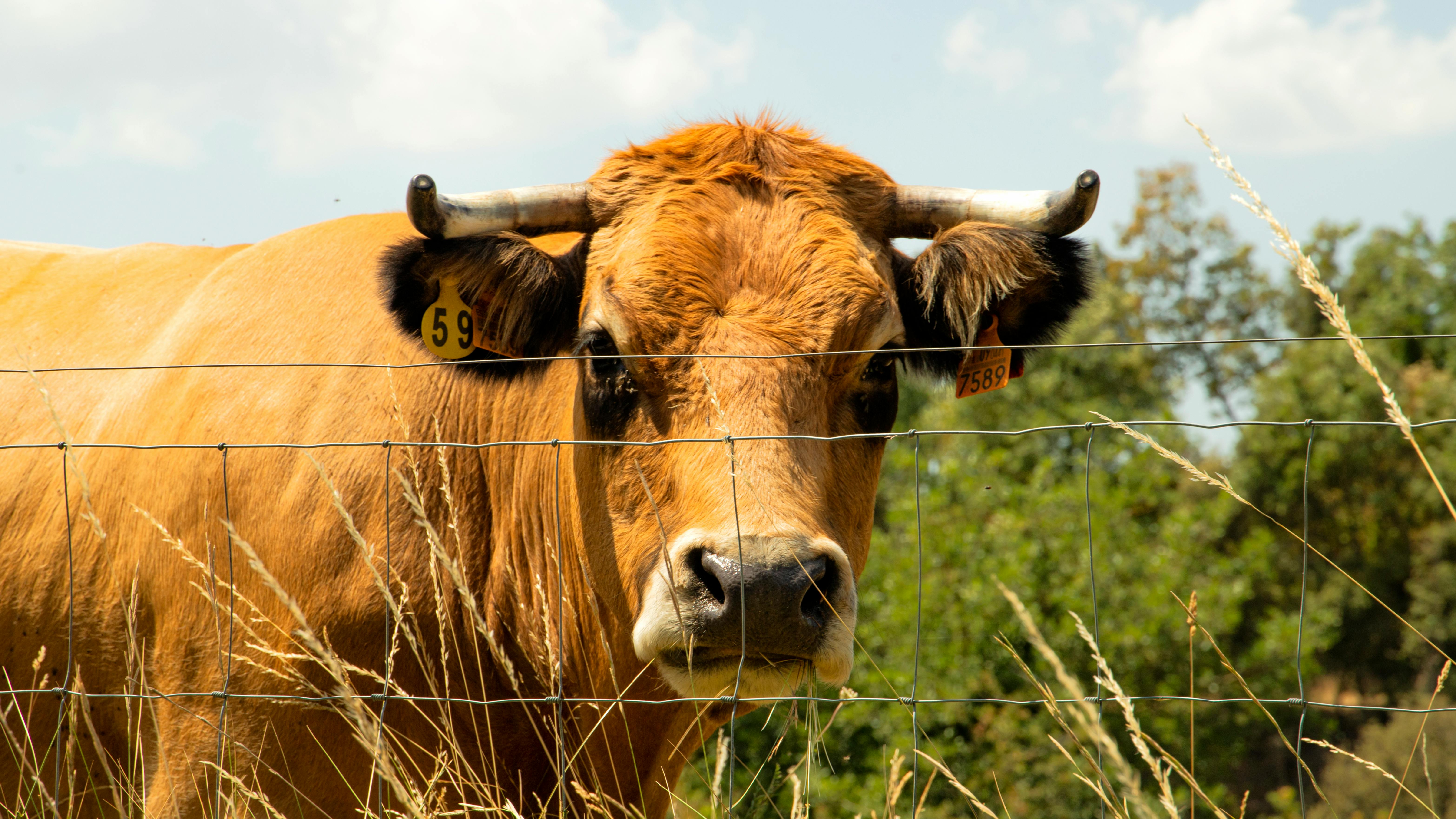 169 fotos y vídeos de Amigos de cuatro patas guardados por Renato Rocca
