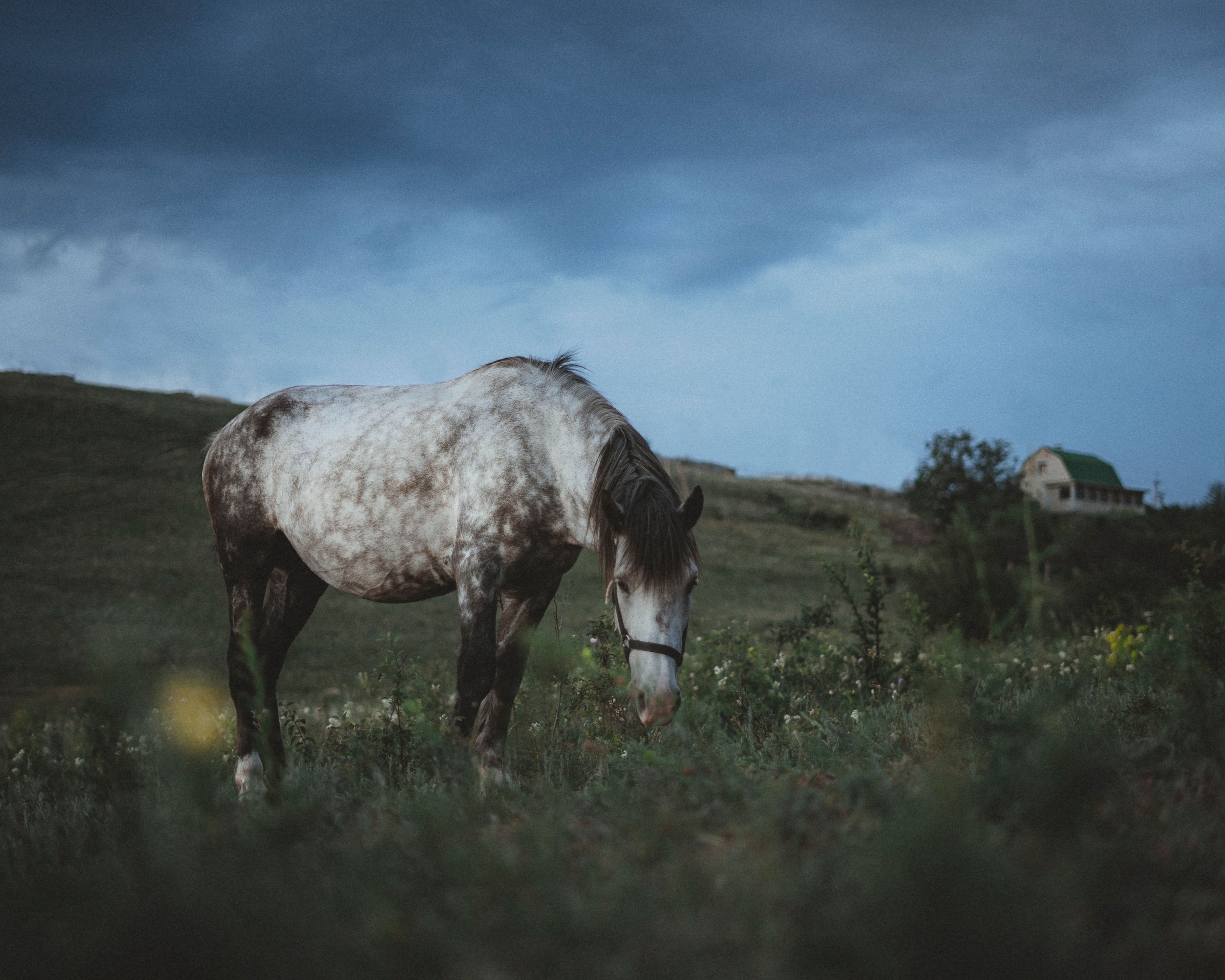 A Horses on Grass Field · Free Stock Photo