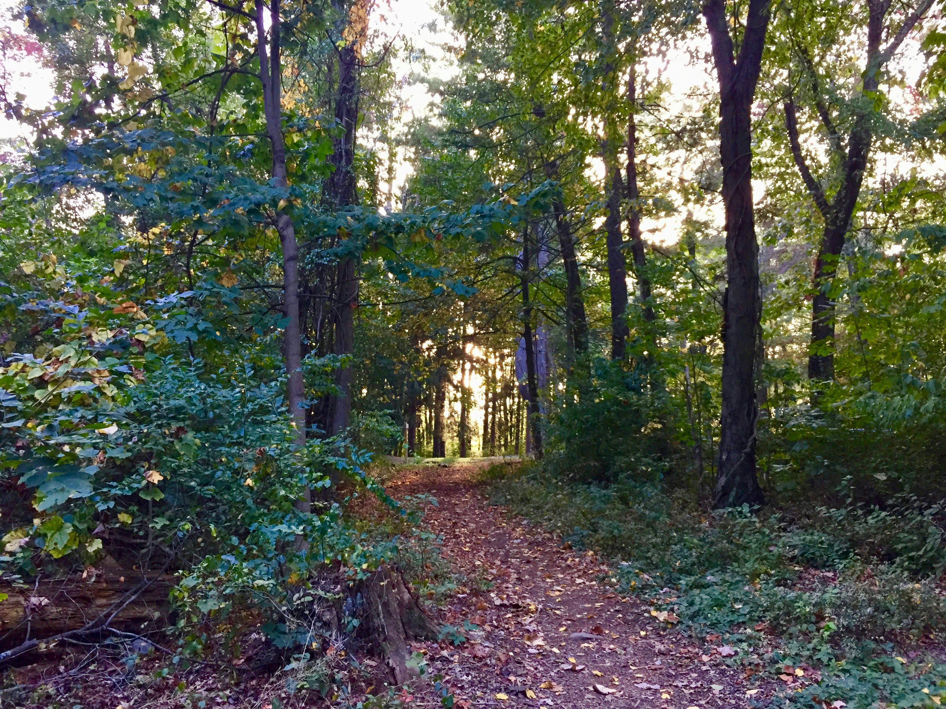 Free stock photo of forest trail, path, peaceful walk