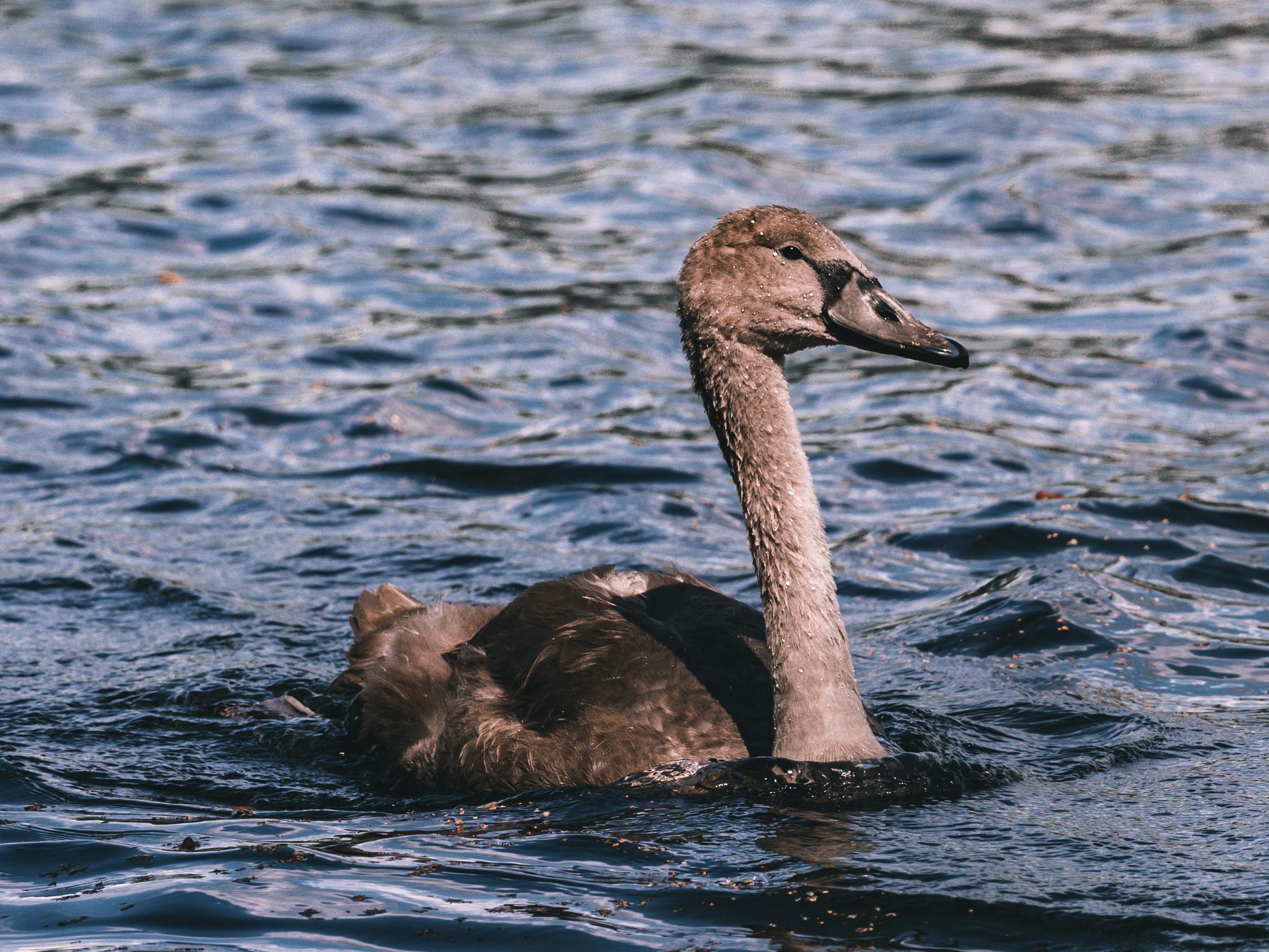 Baby Swan Photos, Download The BEST Free Baby Swan Stock Photos & HD Images