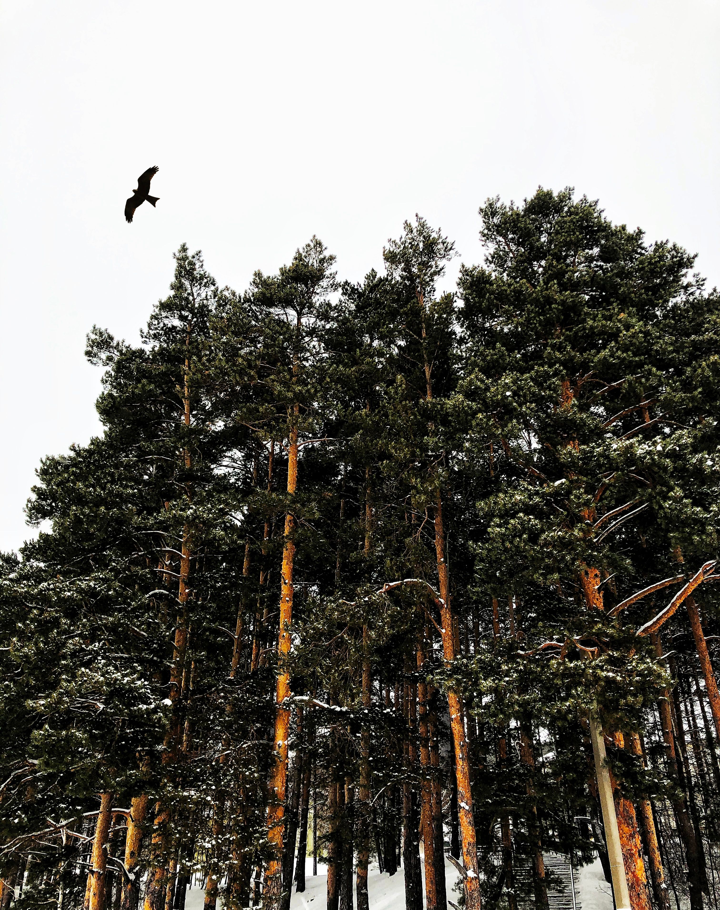 Bird Flying Near Trees · Free Stock Photo