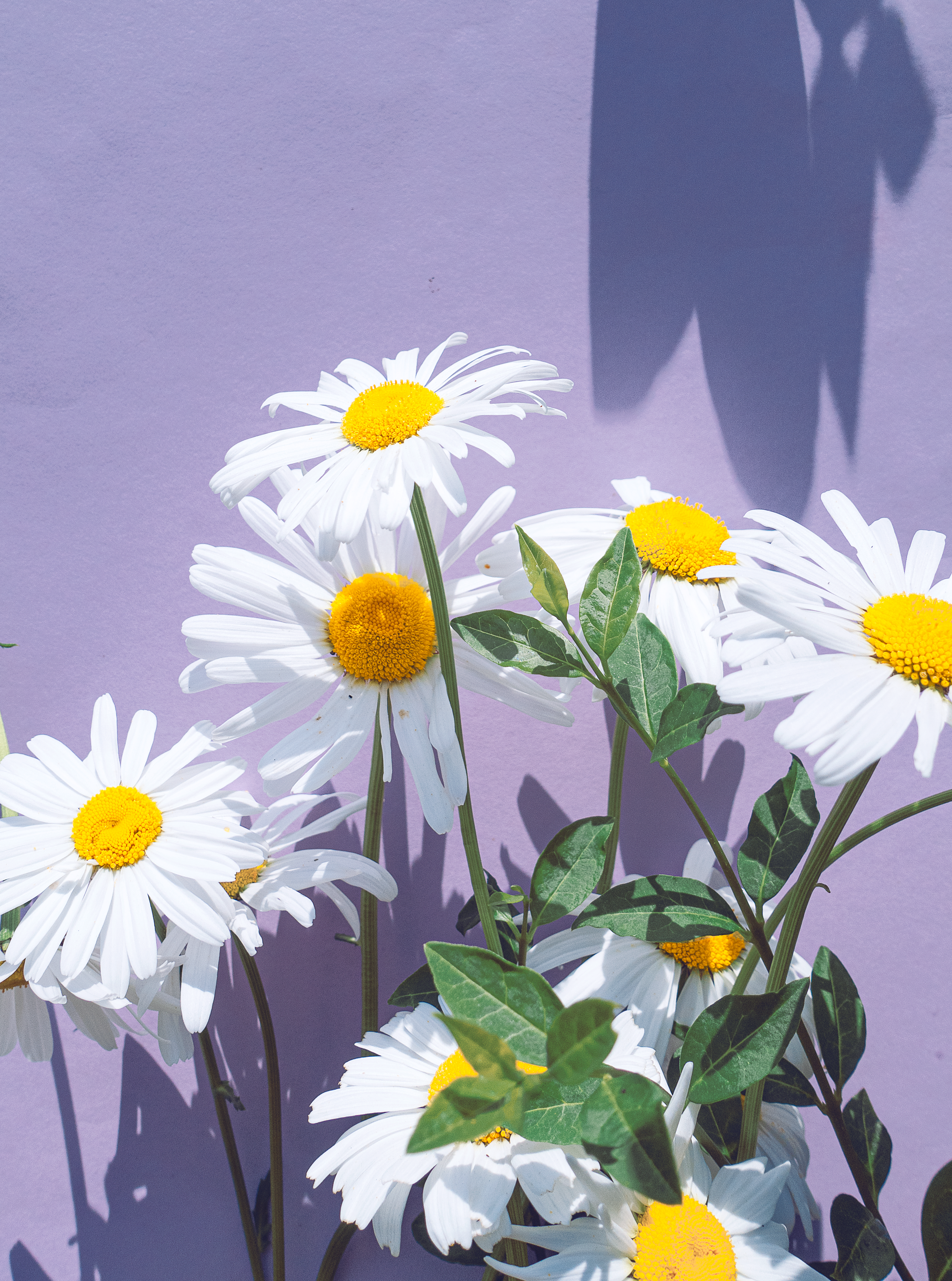 Daisies on Blue Background · Free Stock Photo