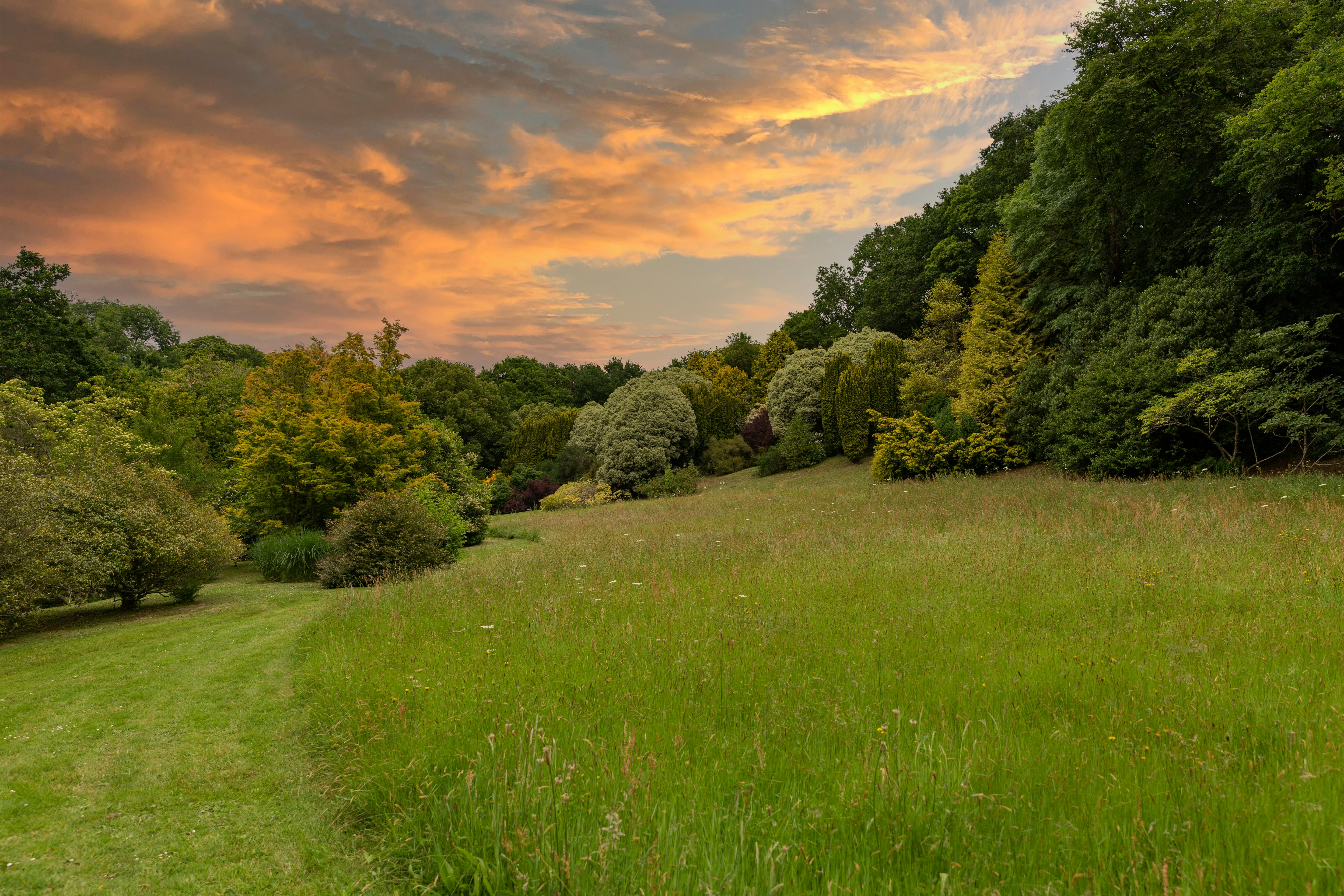 Green Grass Field Surrounded by Green Trees Under Evening Sky · Free ...