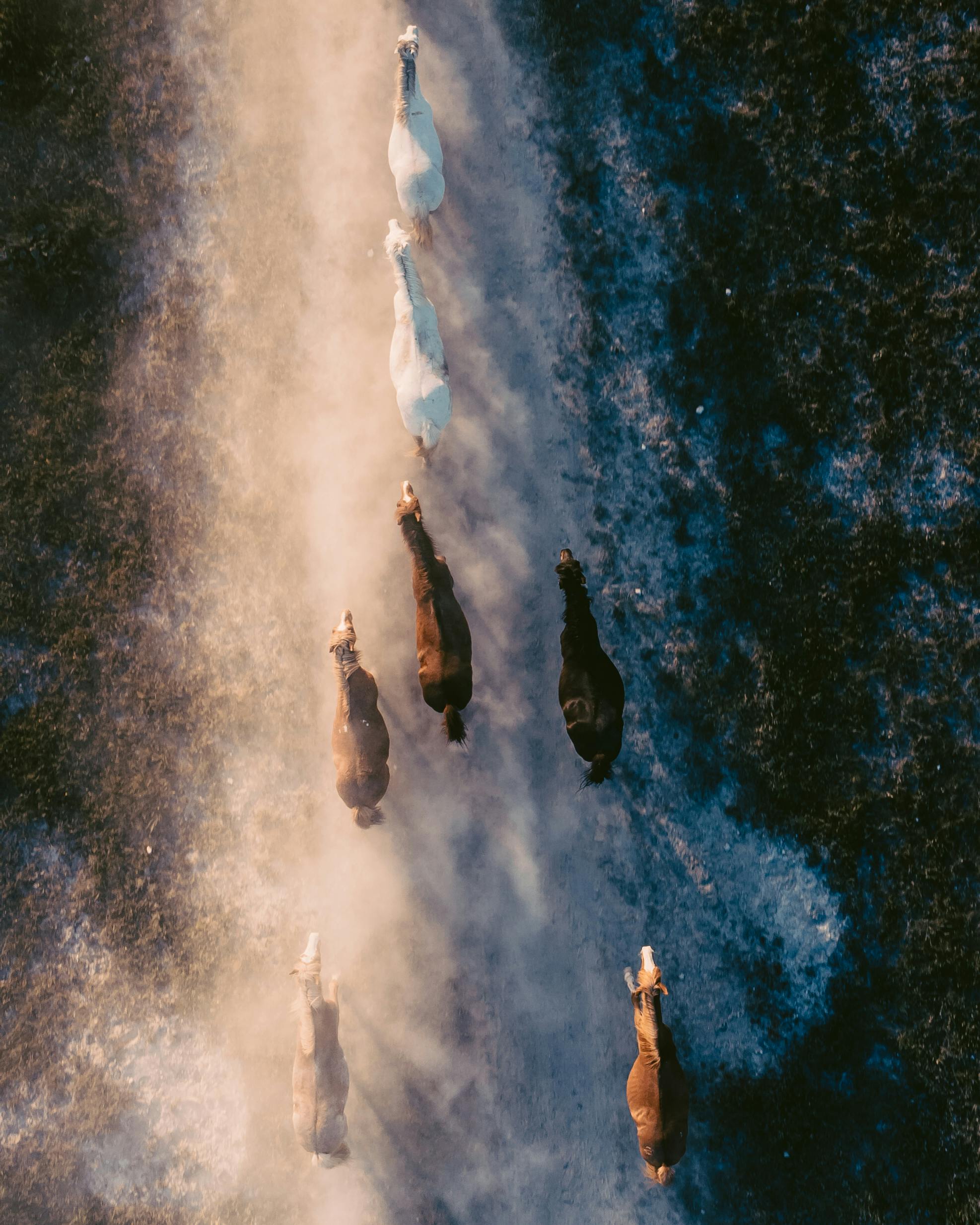 Top View of Horses on the Ground · Free Stock Photo