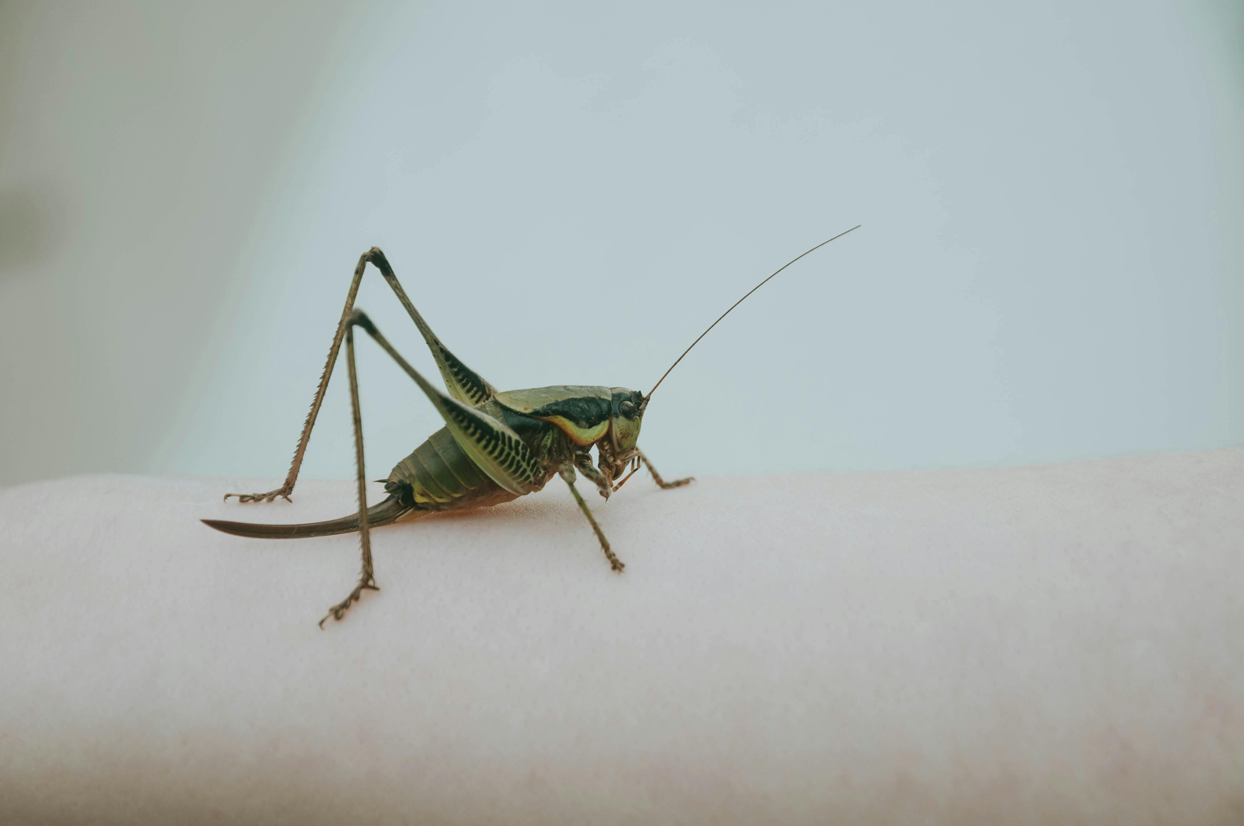 Grasshopper On Grass · Free Stock Photo