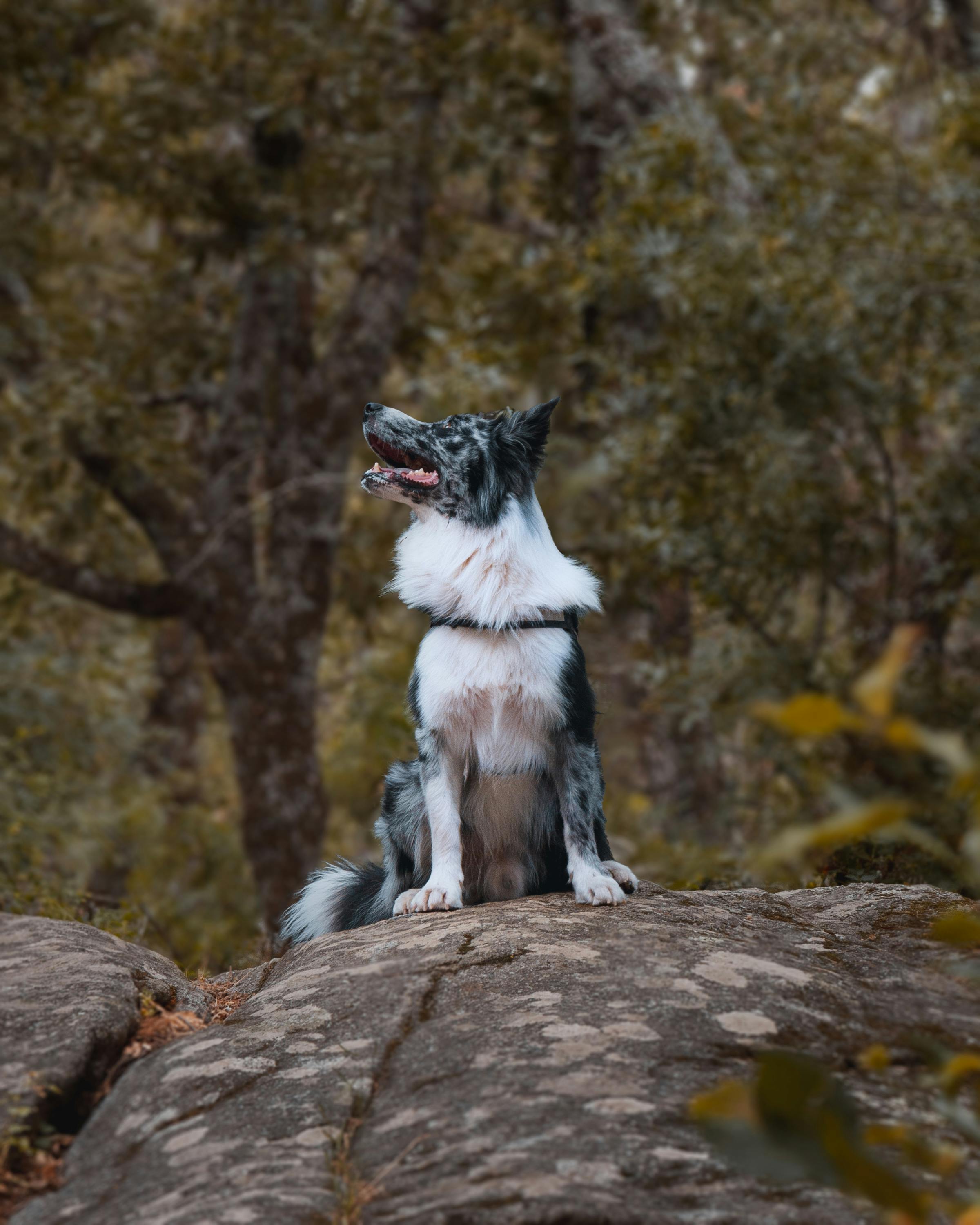 A Dog Sitting on a Rock · Free Stock Photo