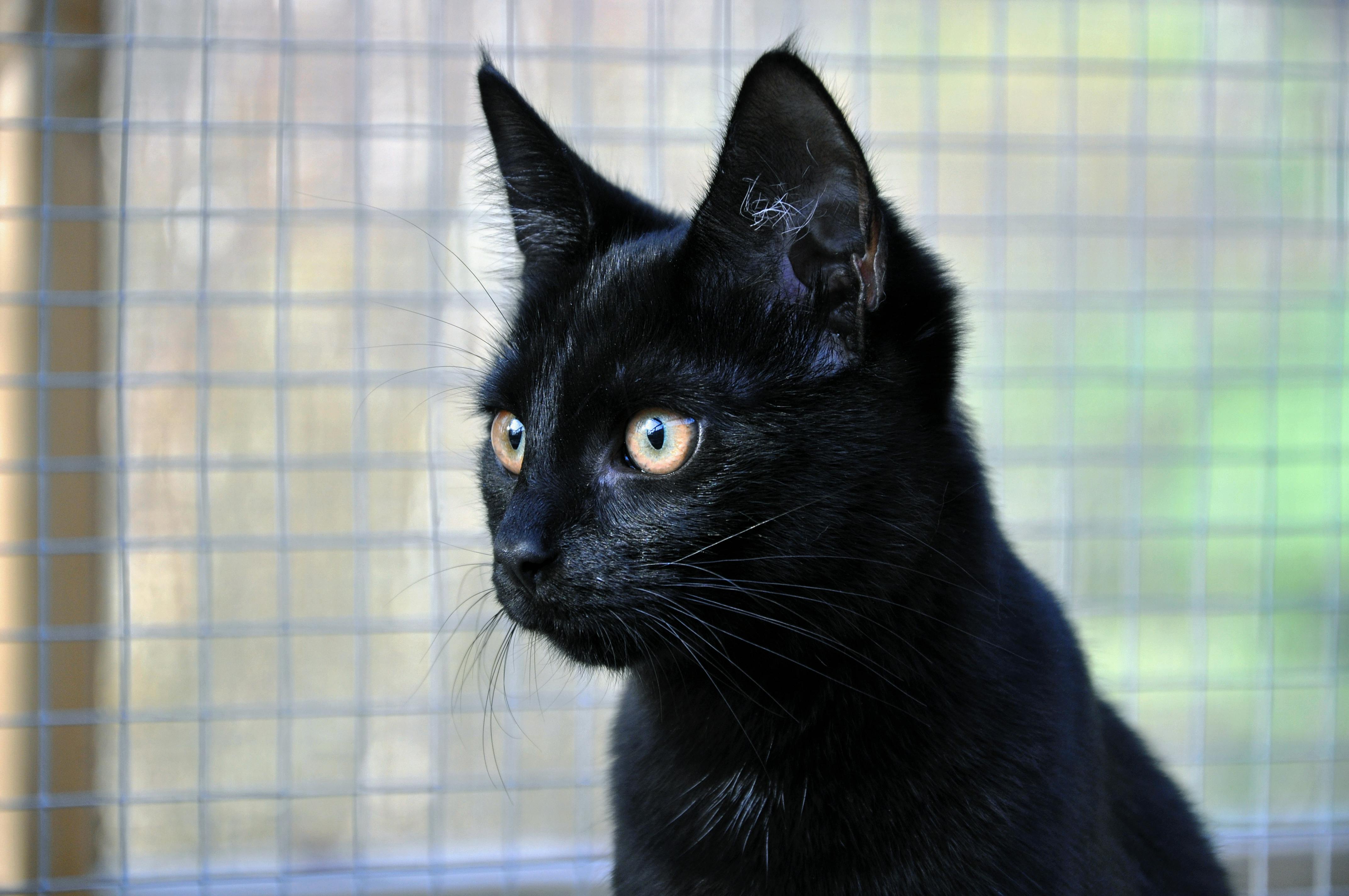 A Close-Up Shot of a Black Cat · Free Stock Photo
