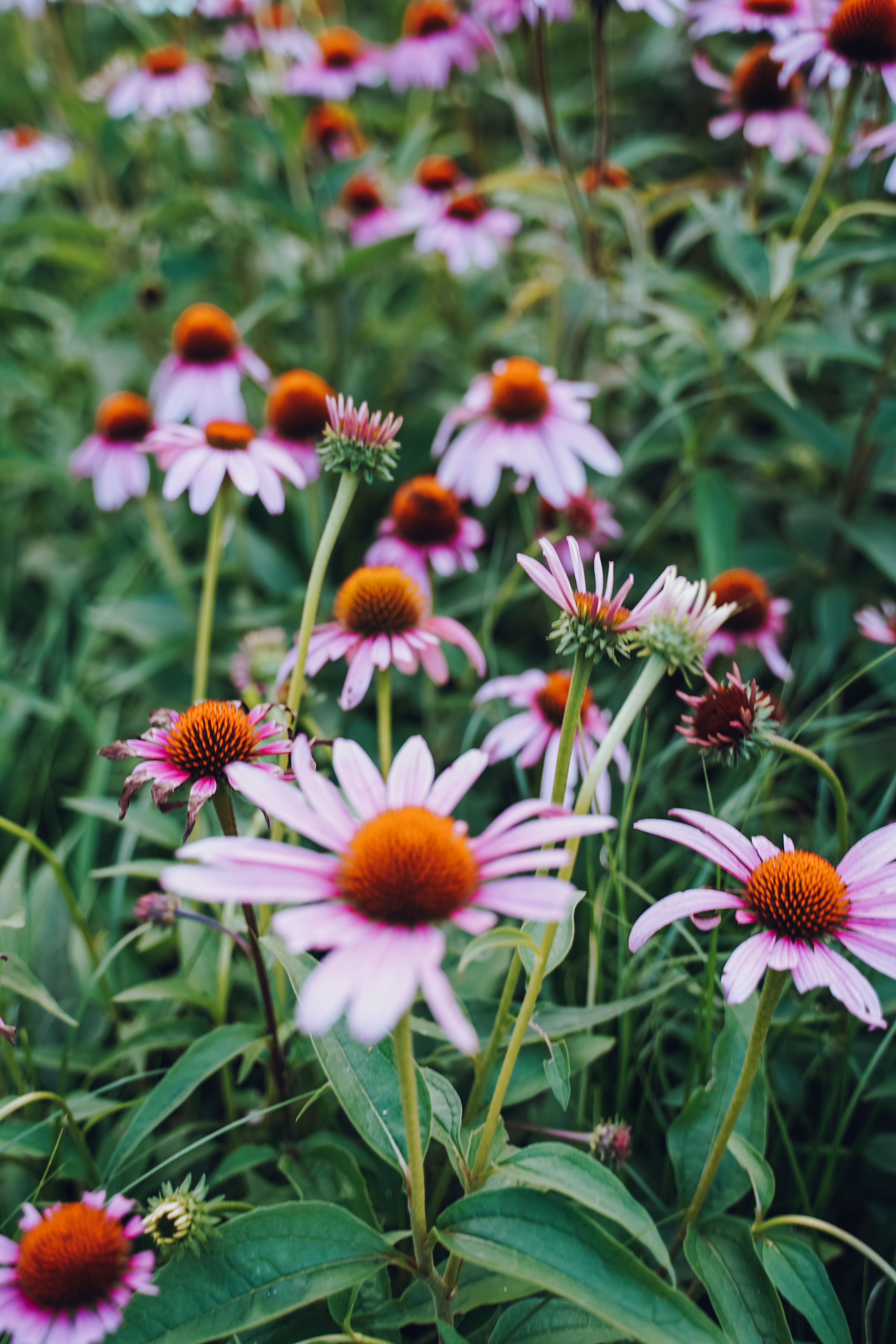 Photograph of Coneflowers in Bloom · Free Stock Photo