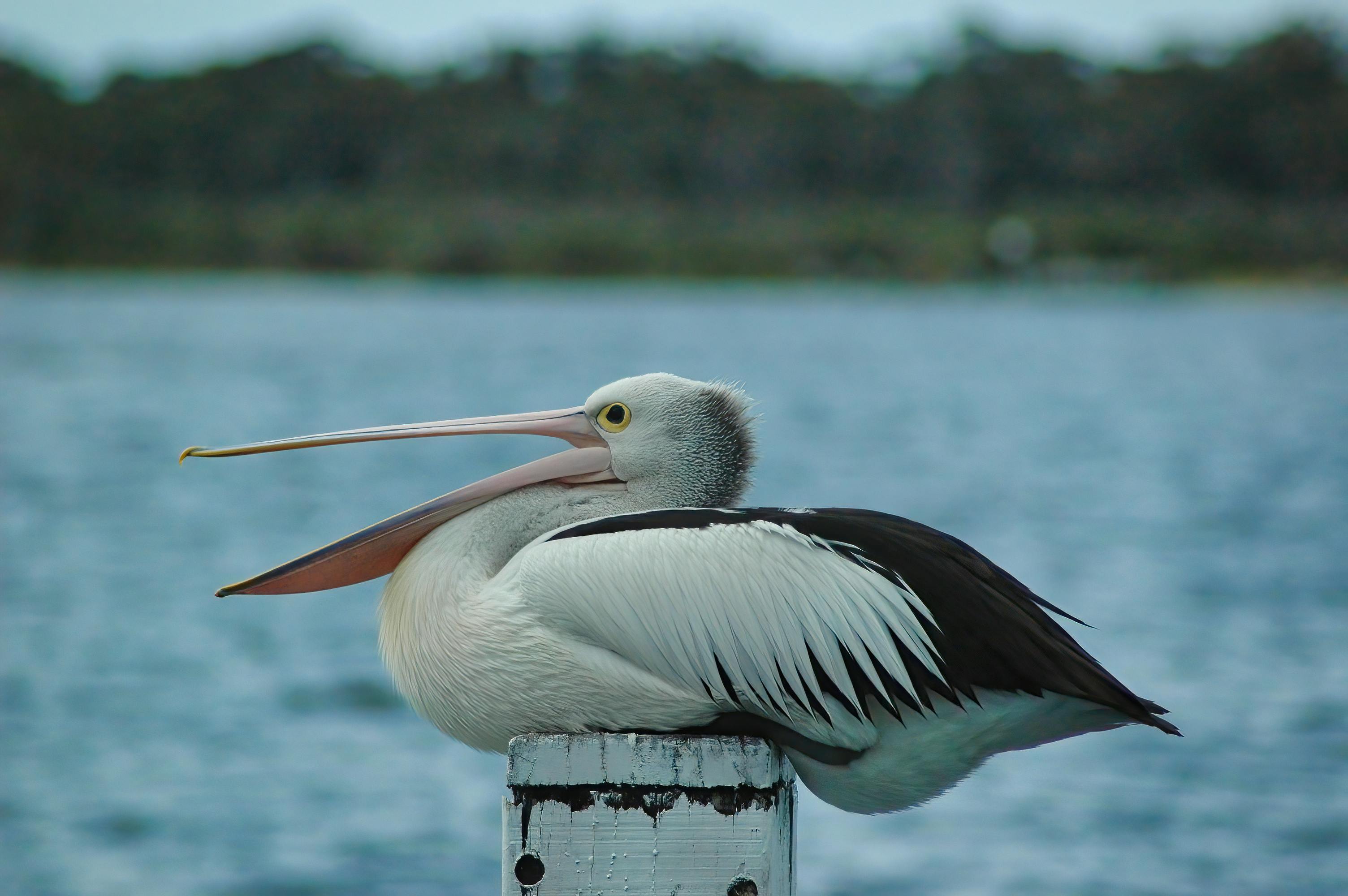 Shallow Focus of a Pelican Sitting on Wooden Post · Free Stock Photo