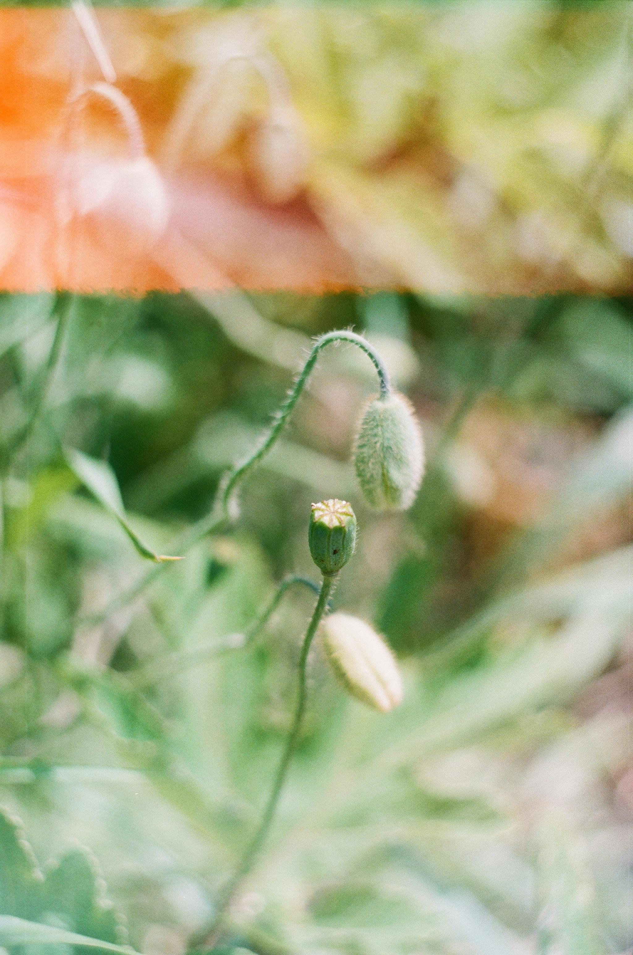 Poppies Bulb Photos, Download The BEST Free Poppies Bulb Stock Photos ...