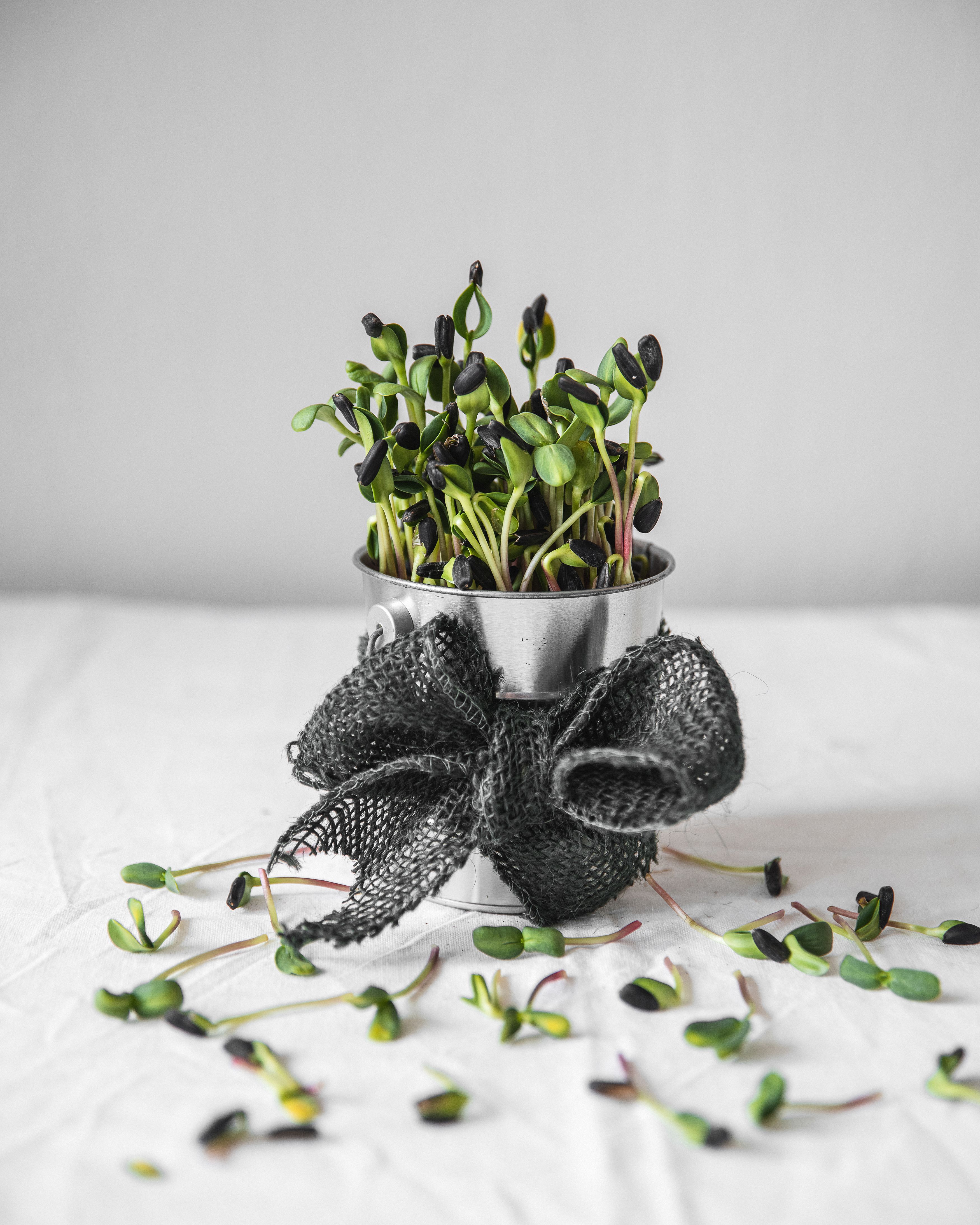 Microgreens Photos, Download The BEST Free Microgreens Stock Photos ...