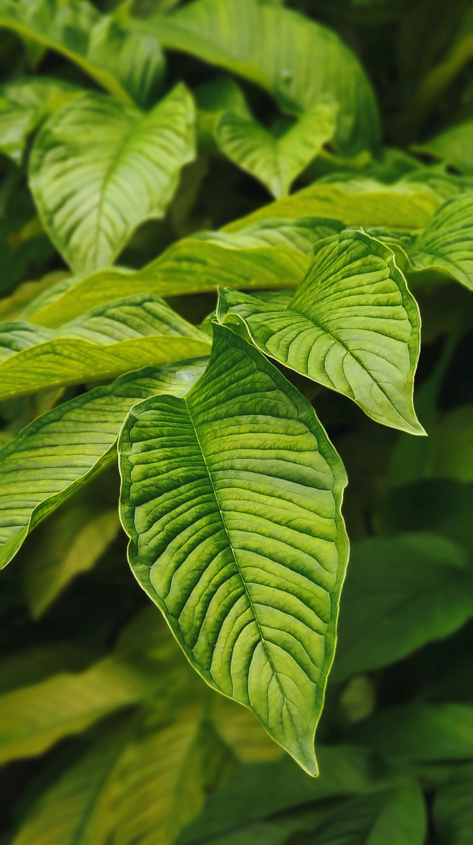 Close-Up Shot of Plants with Healthy Green Leaves · Free Stock Photo