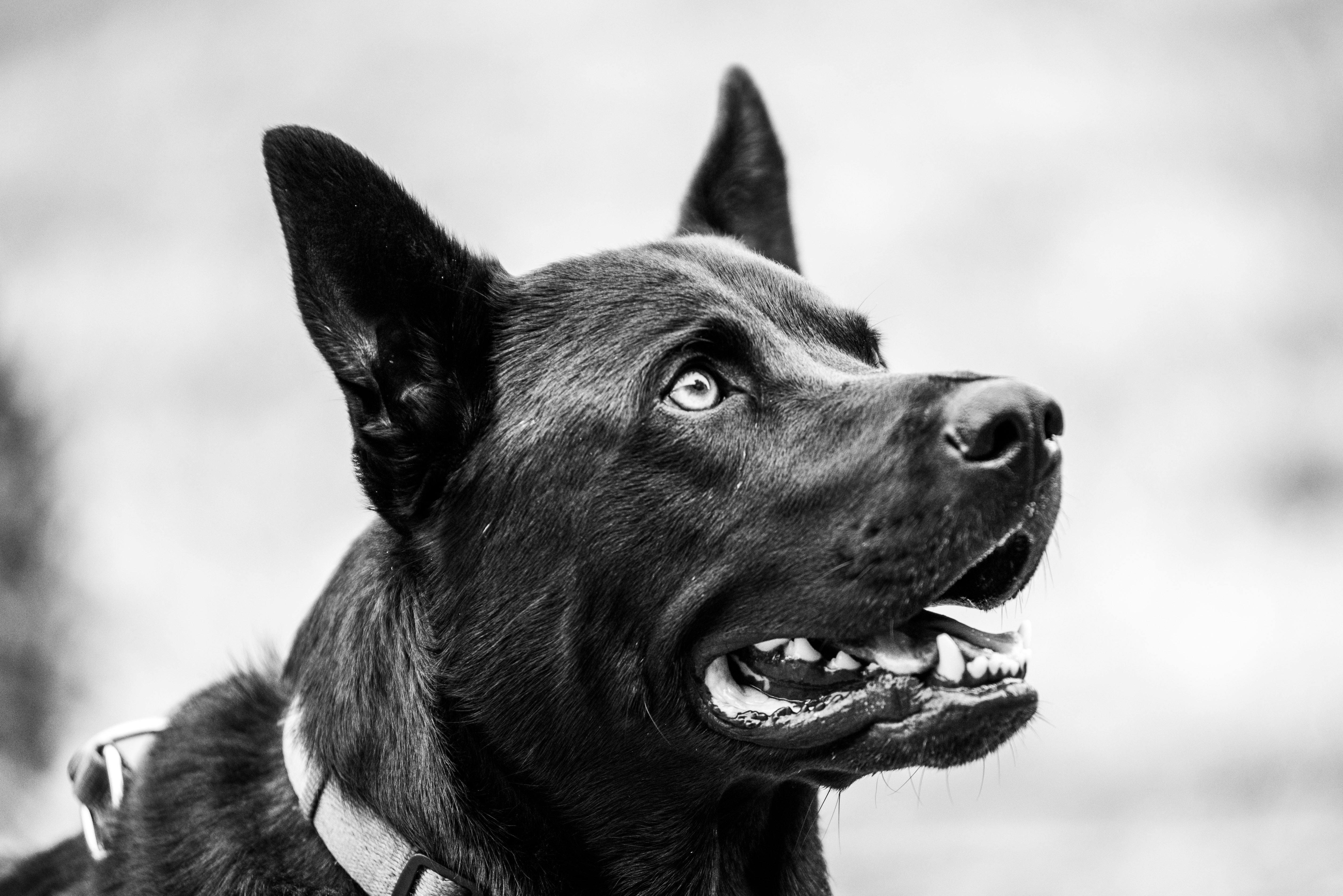 Grayscale Photo of Dog · Free Stock Photo