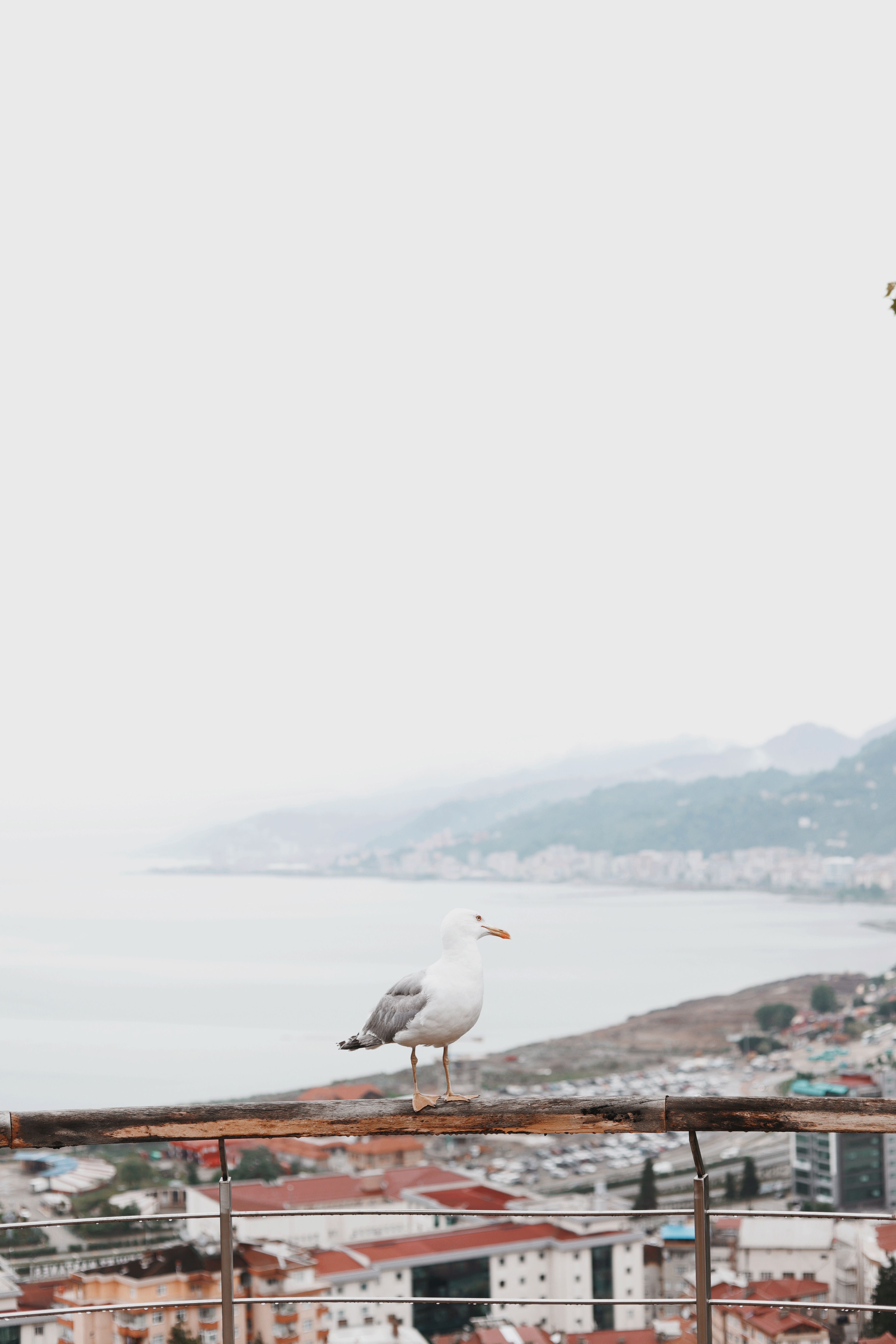Photo of White Seagull Perched on Lamp Post · Free Stock Photo