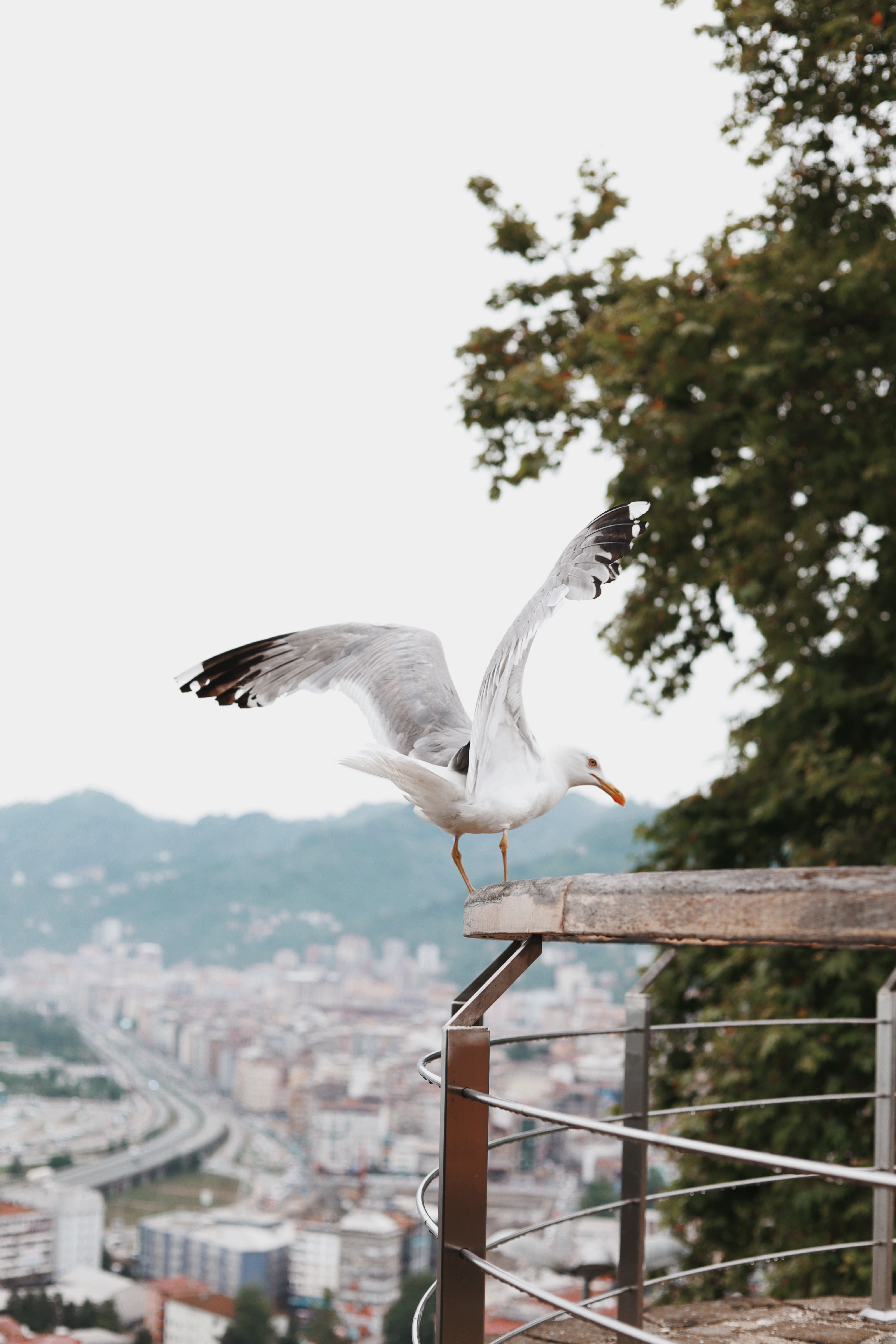 Photo of White Seagull Perched on Lamp Post · Free Stock Photo