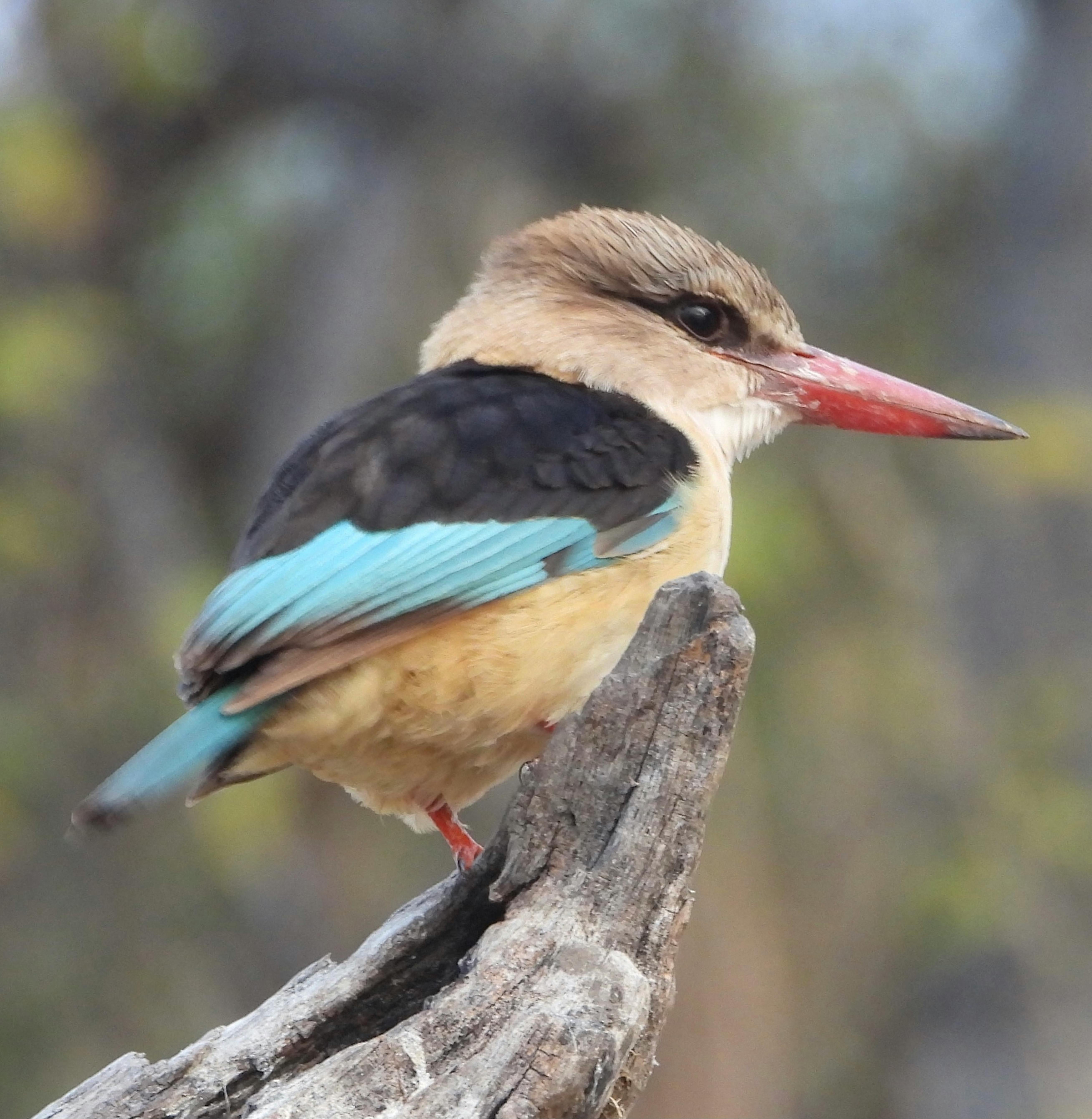 Kiekie & Kie · Fotografia