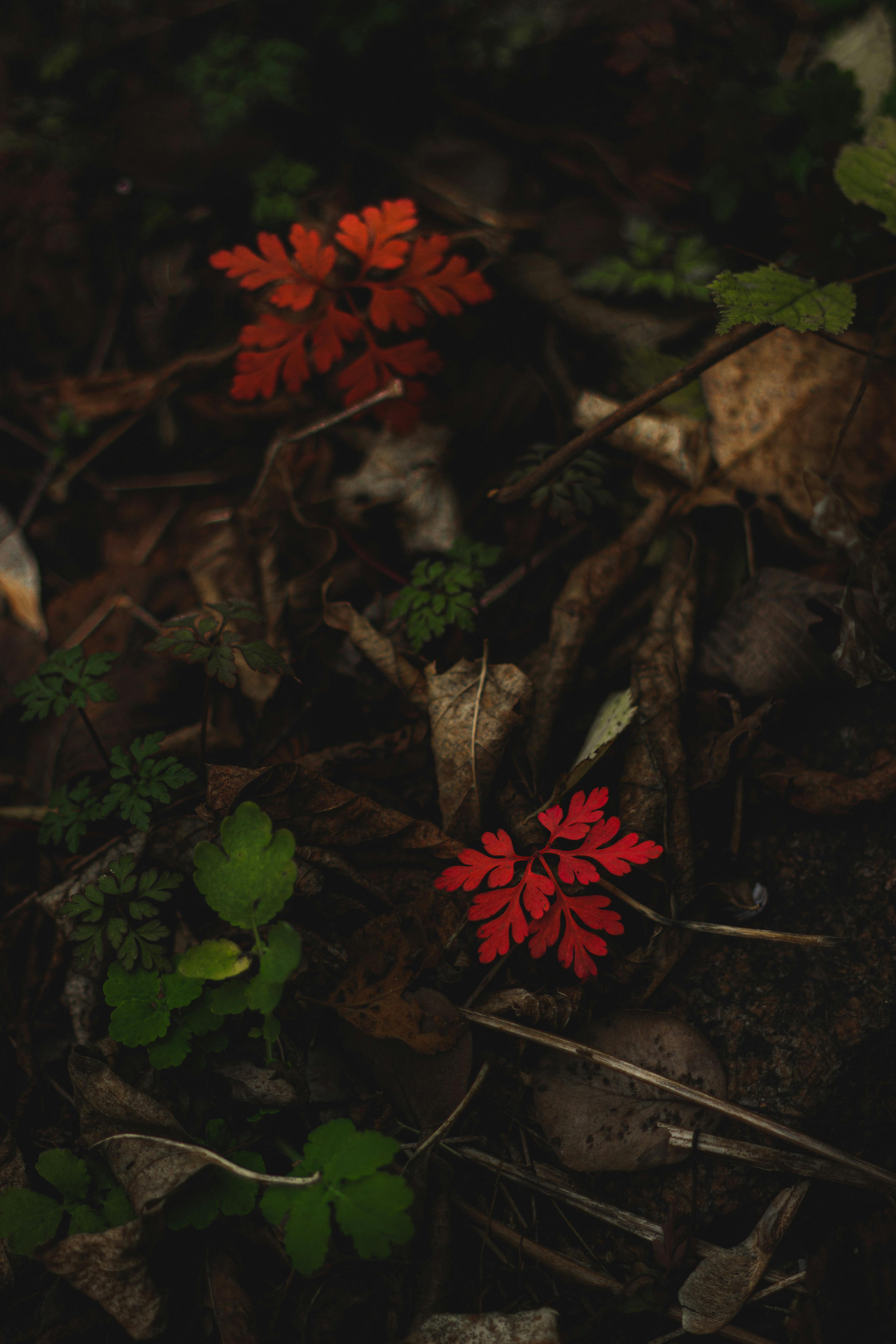 New Vegetation Emerging From The Ground · Free Stock Photo