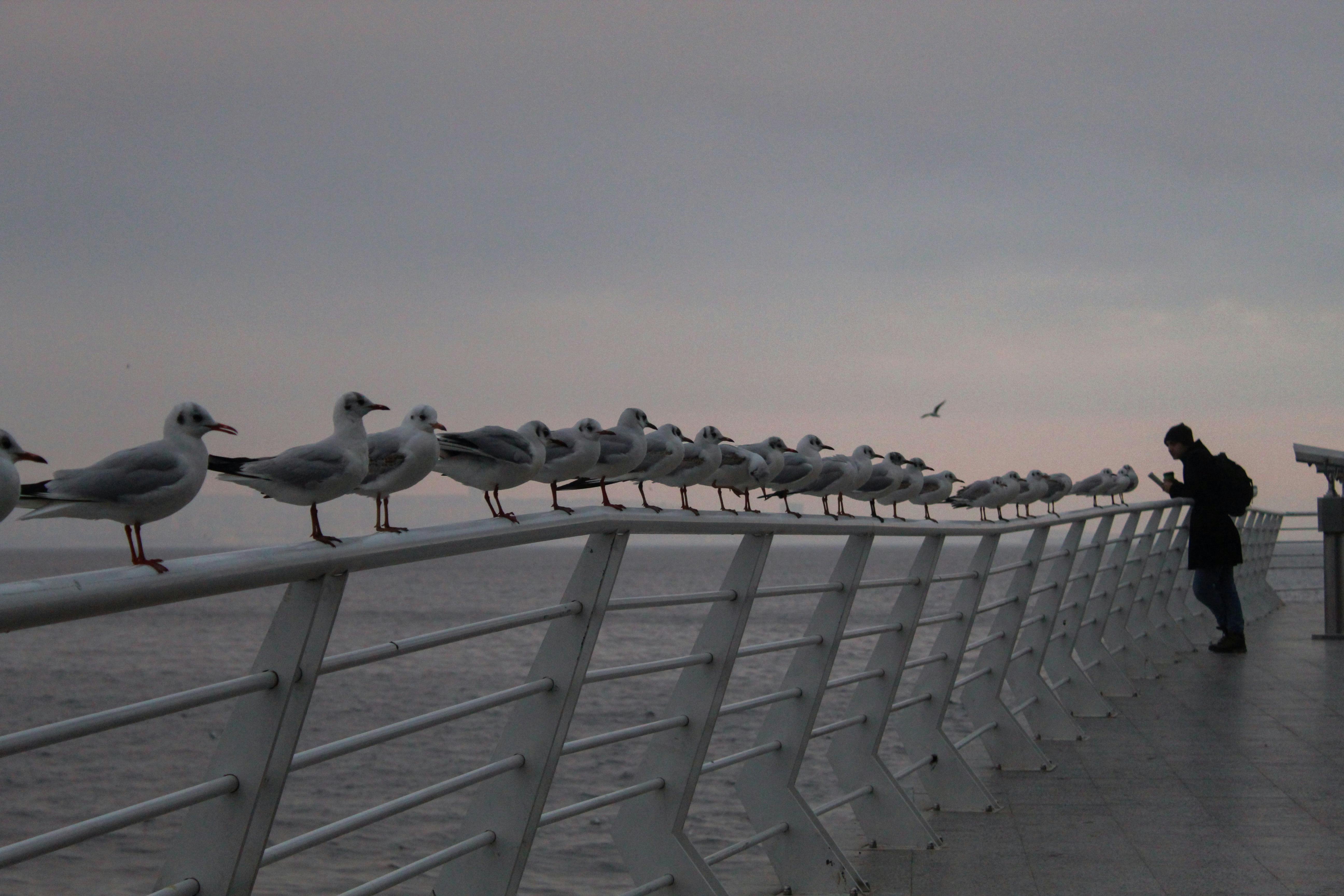 Row Of Birds Photos, Download The BEST Free Row Of Birds Stock Photos ...