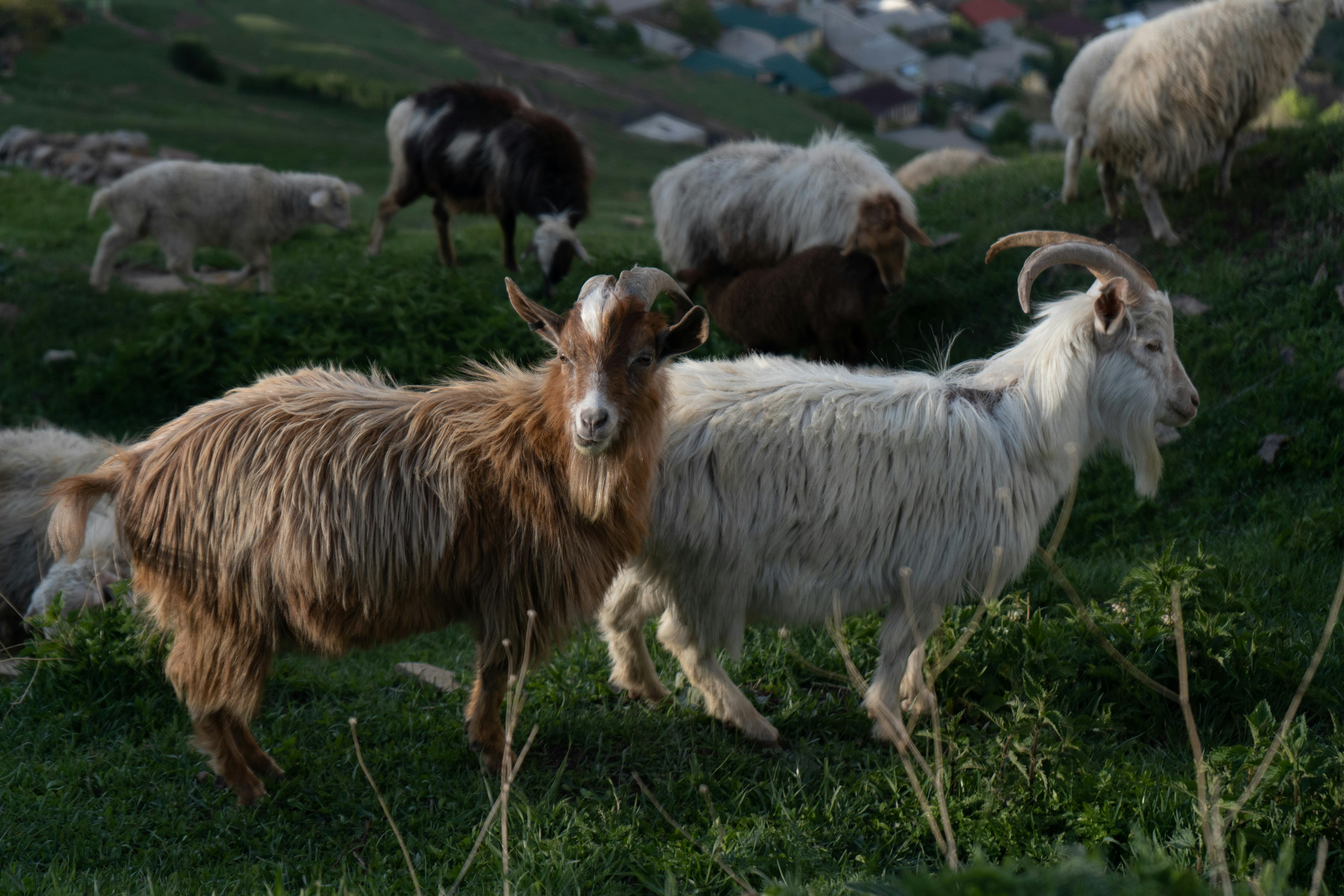 Woolly Goats Photos, Download The BEST Free Woolly Goats Stock Photos ...