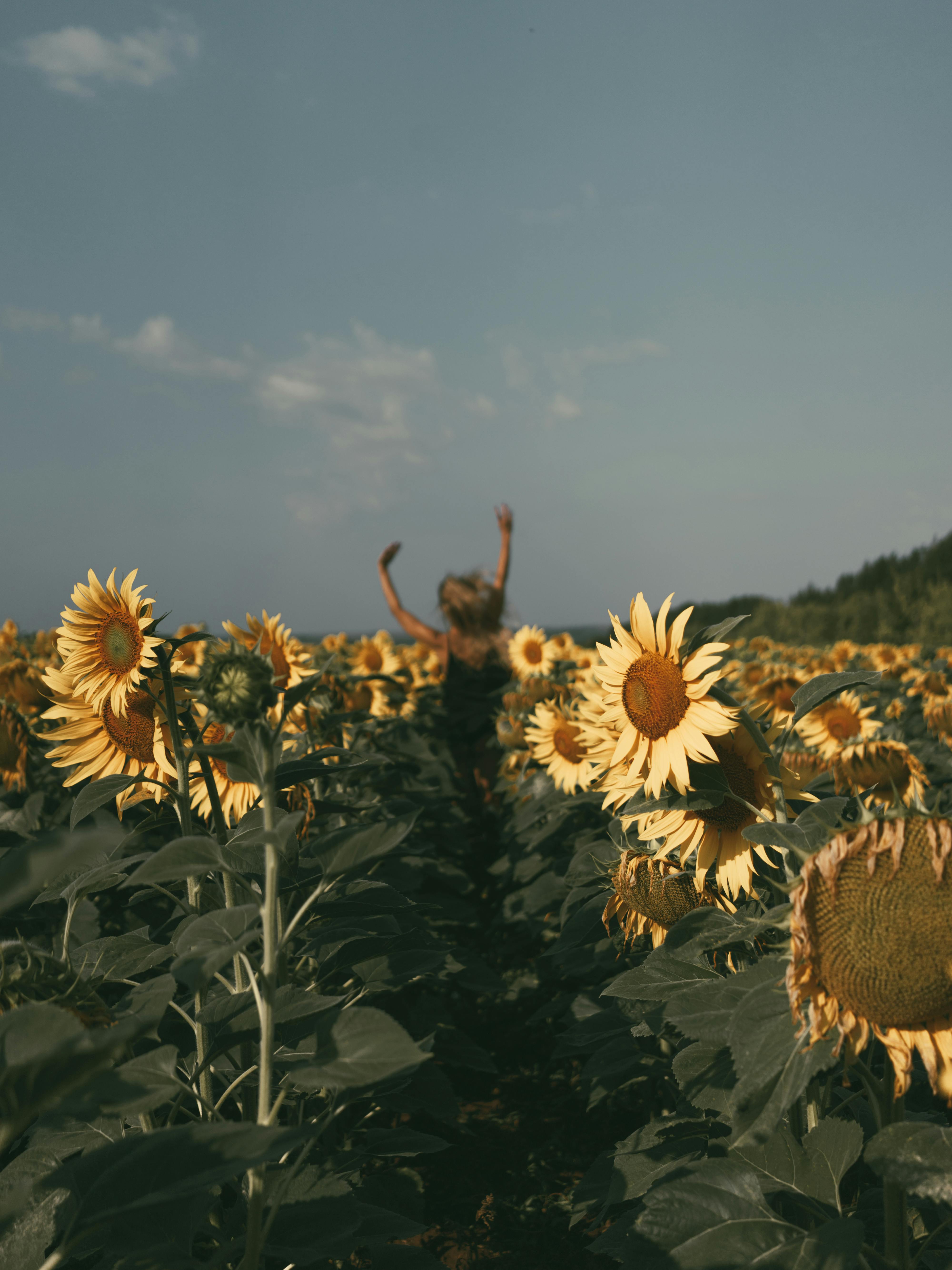Woman Running on Field of Sunflowers · Free Stock Photo