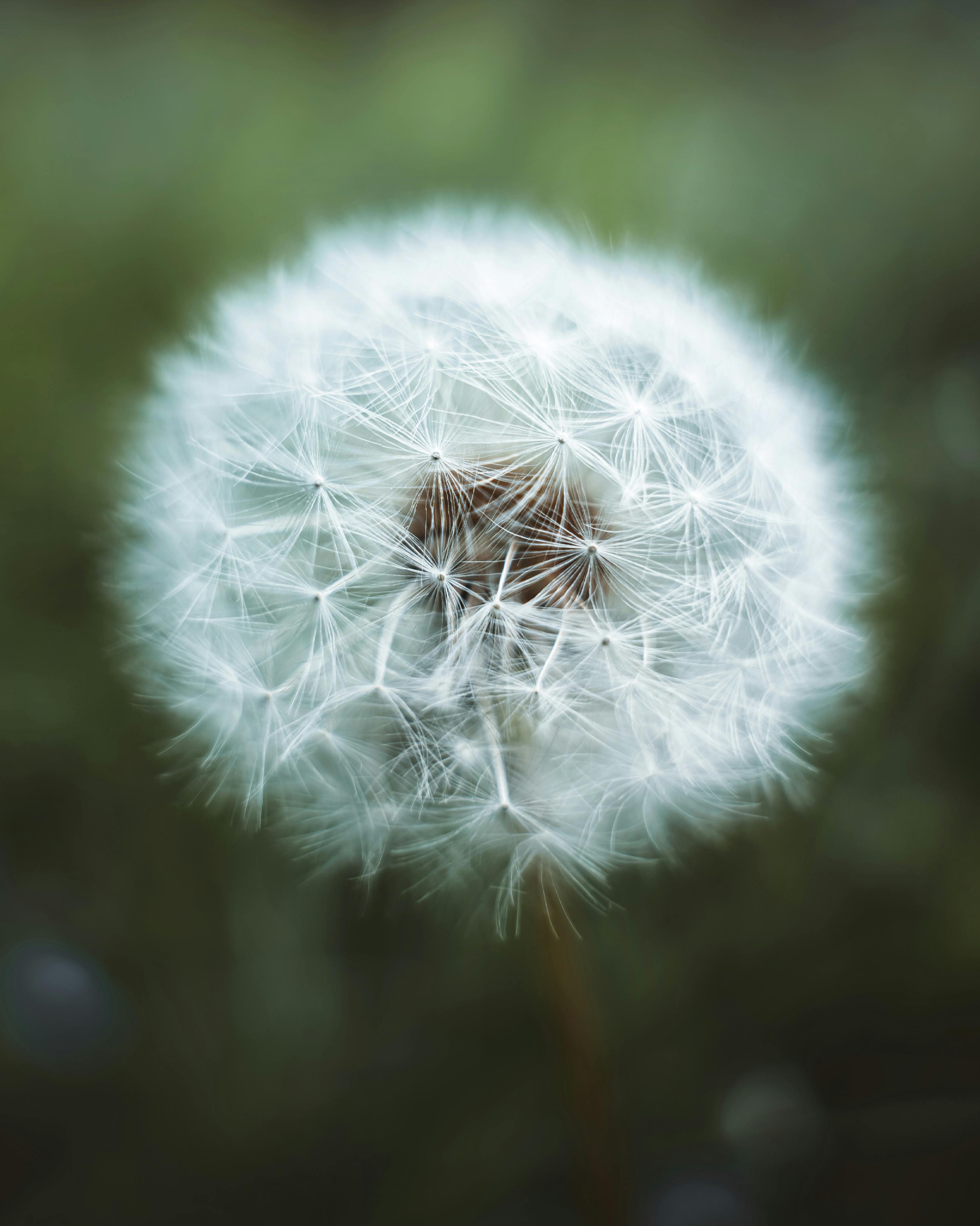 Dandelion Macro Photography · Free Stock Photo