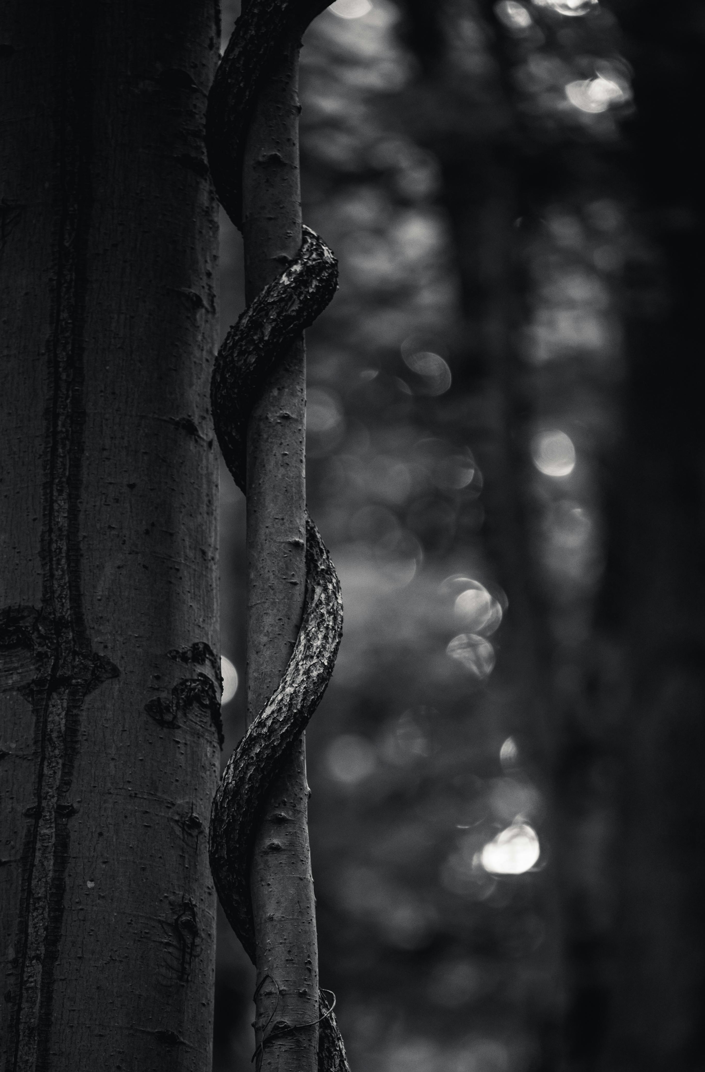 Snake In Tree Photos, Download The BEST Free Snake In Tree Stock Photos ...