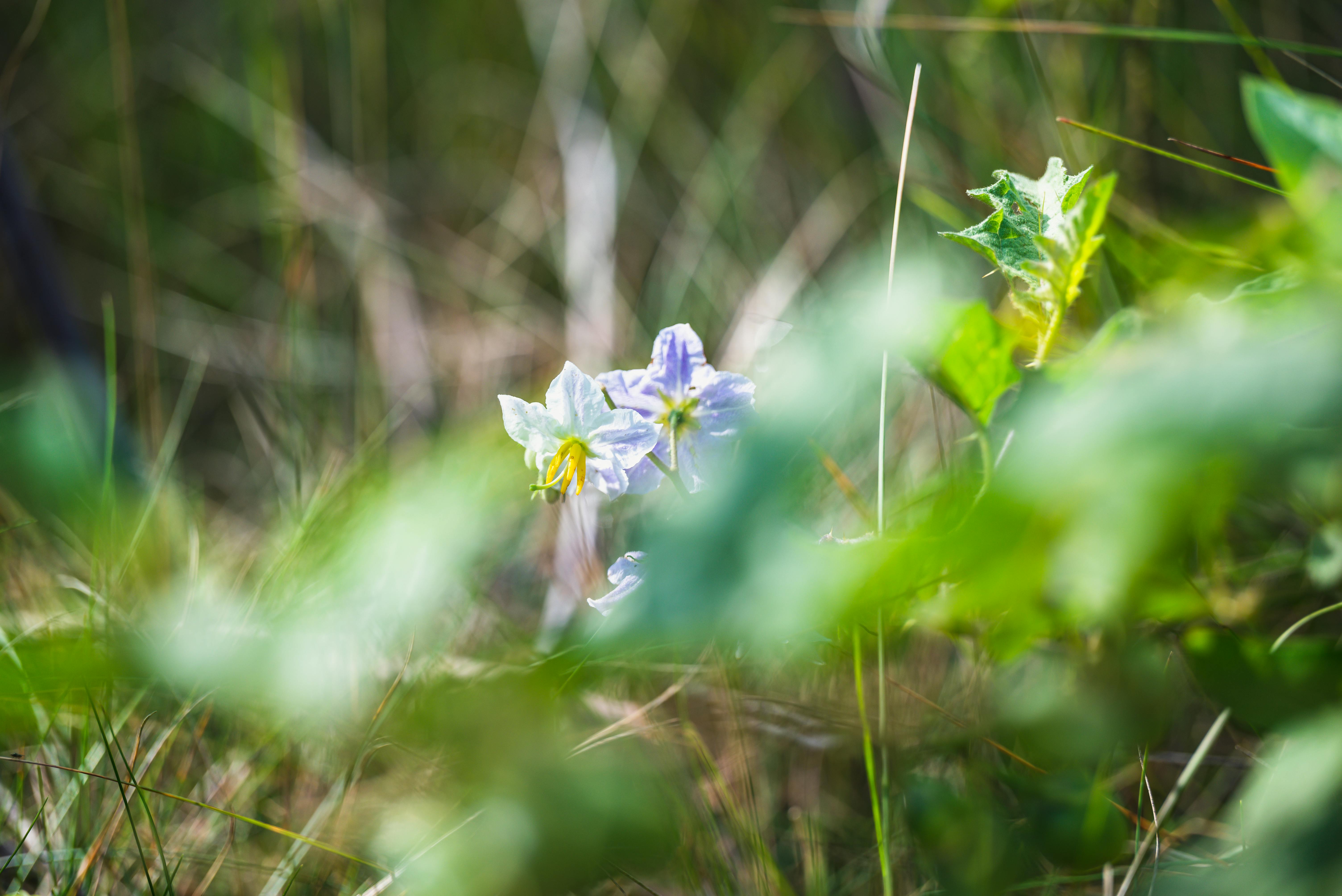 Immaculate Gardens Photos, Download The BEST Free Immaculate Gardens ...