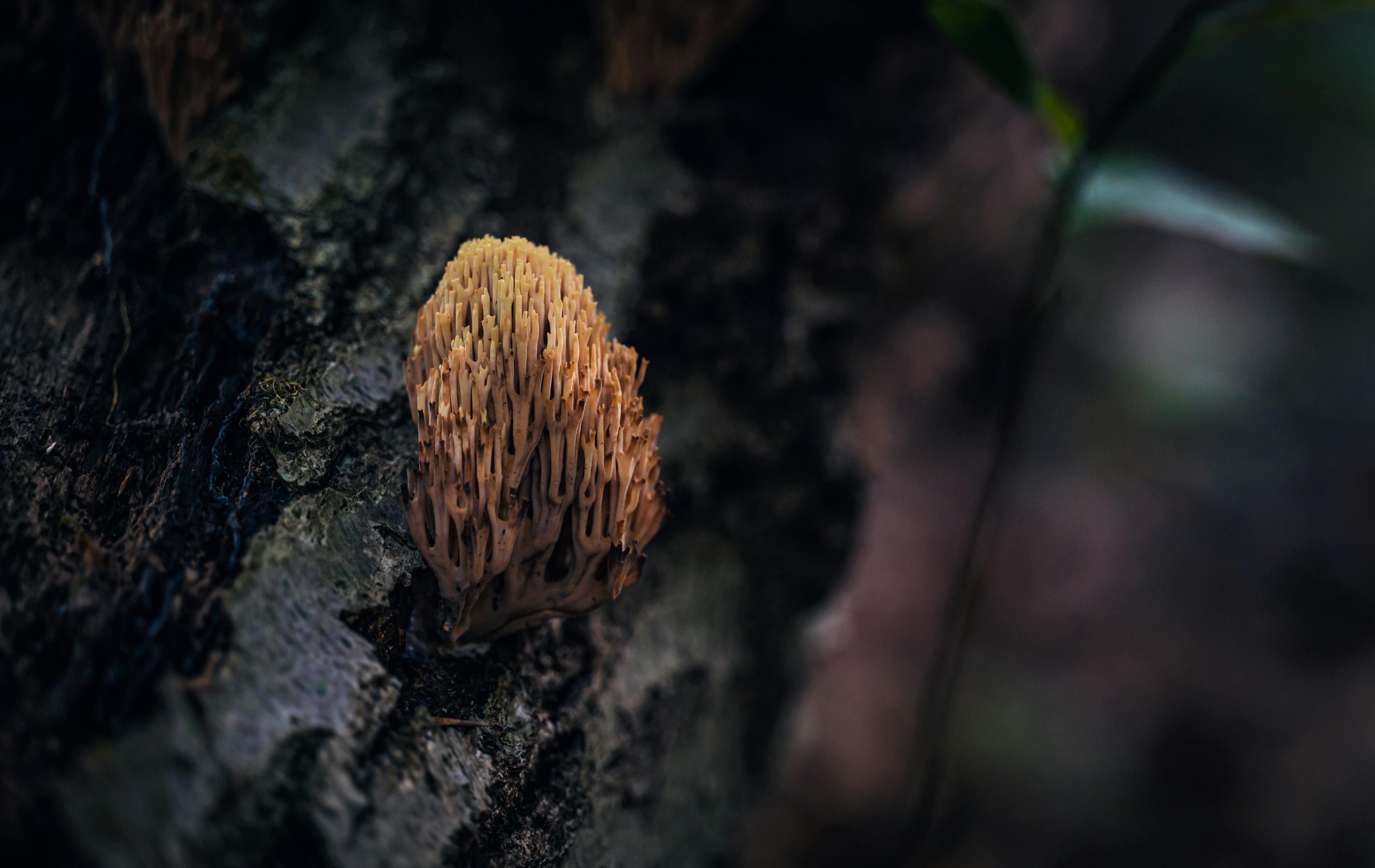 Close-Up Shot of a Fungus Growing on a Tree Trunk · Free Stock Photo