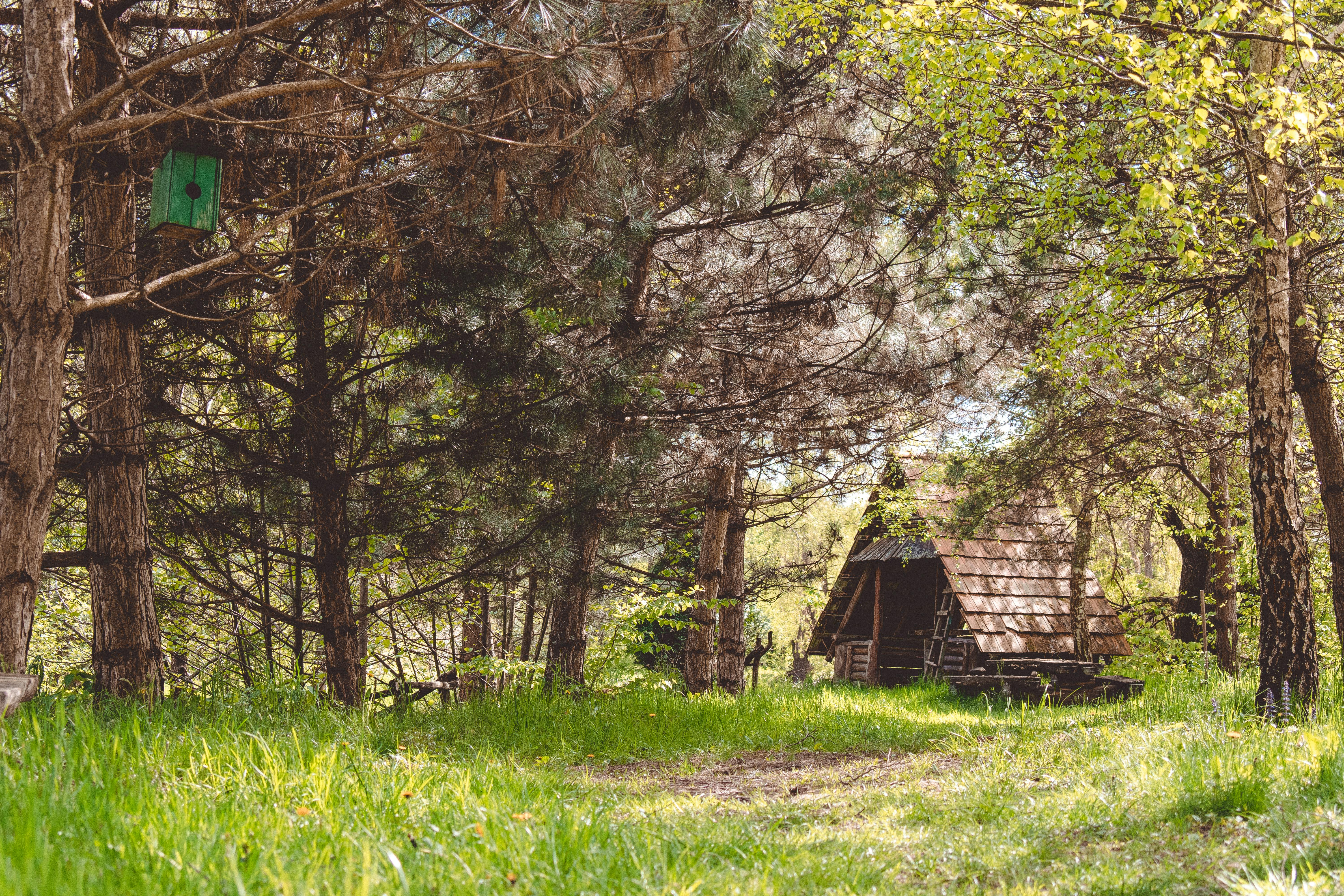 A Shack in the Woods · Free Stock Photo