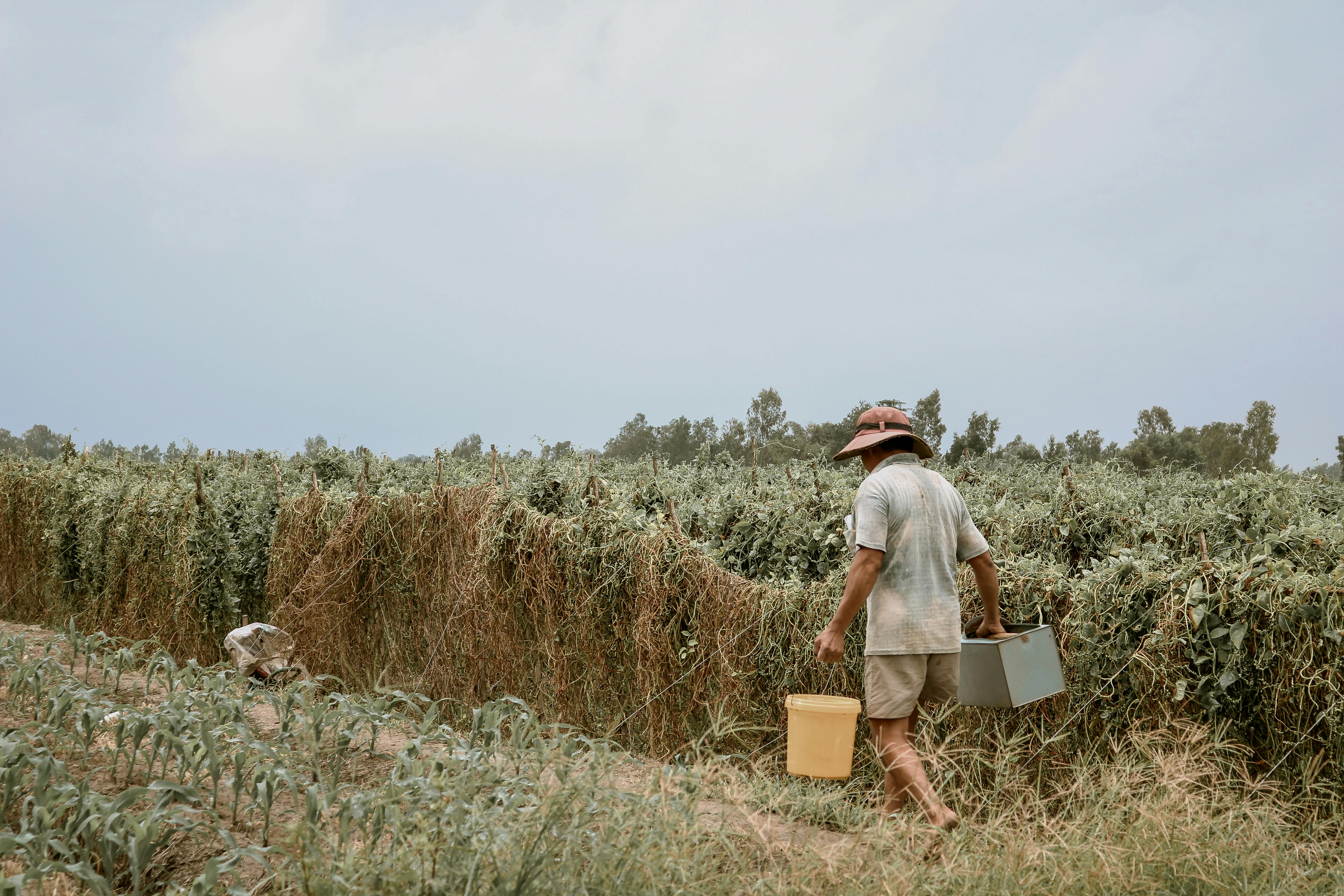 A Person Carrying Pails on a Field · Free Stock Photo