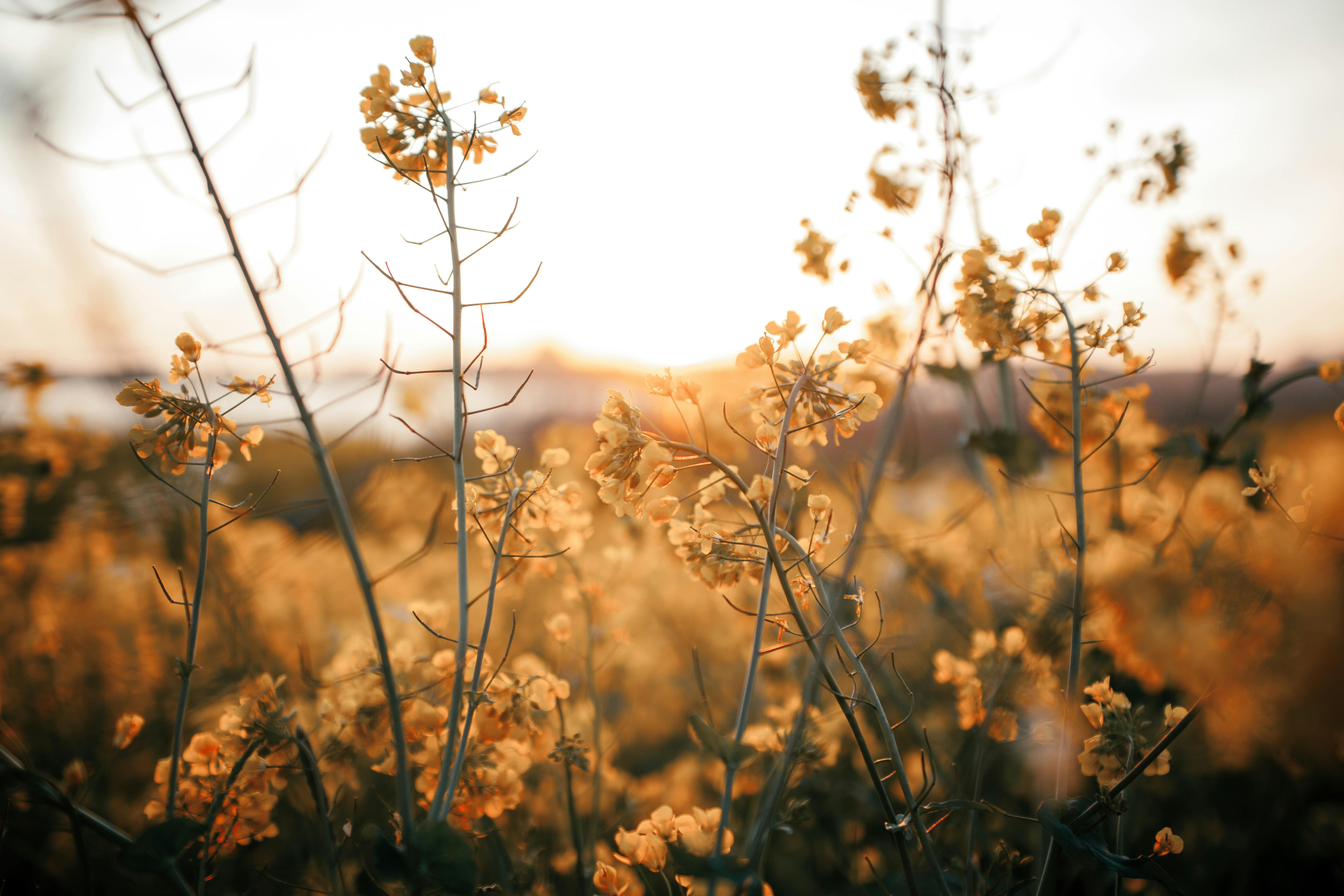Close-Up Shot of Flowers in Bloom · Free Stock Photo
