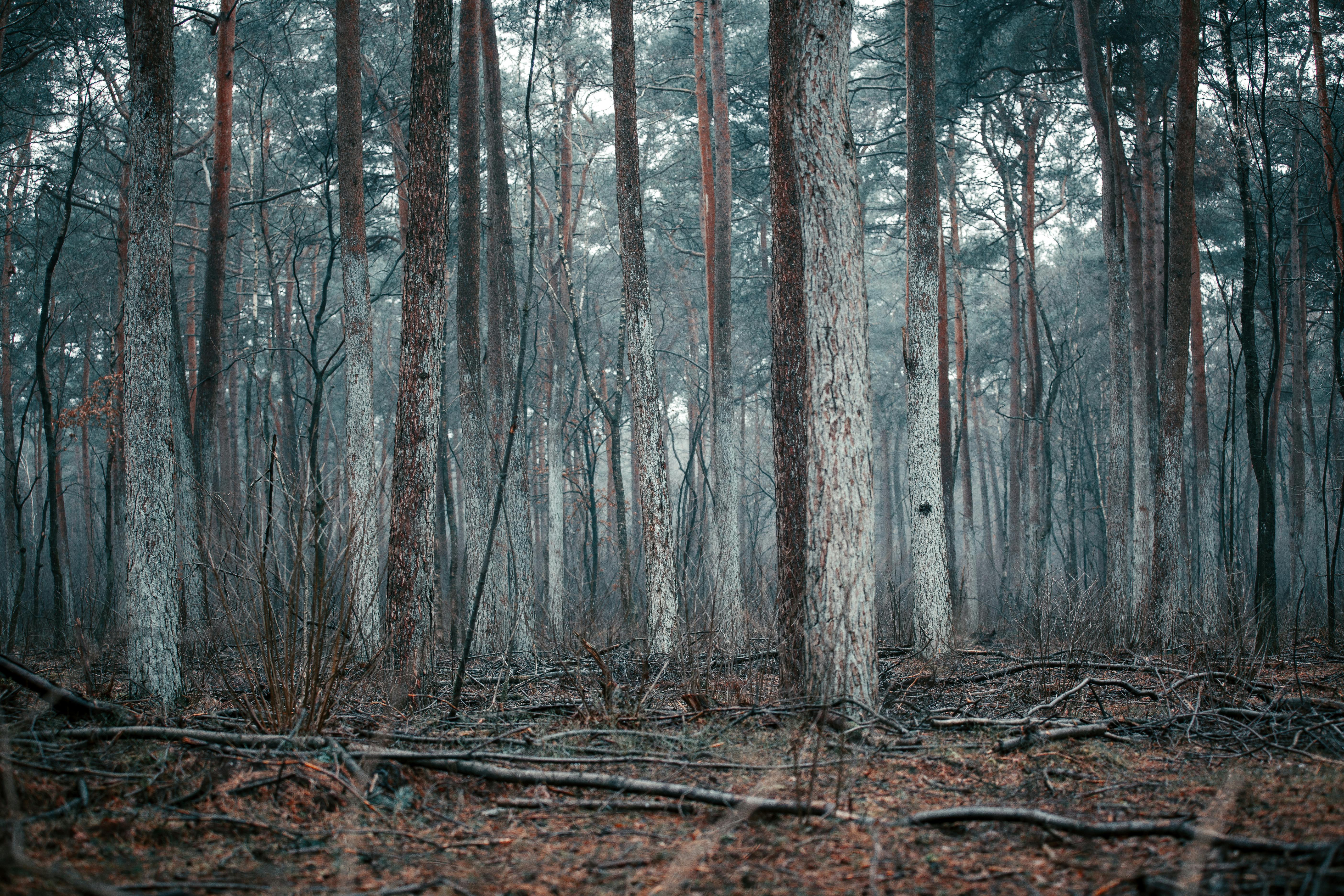 Leafless Trees in the Forest · Free Stock Photo