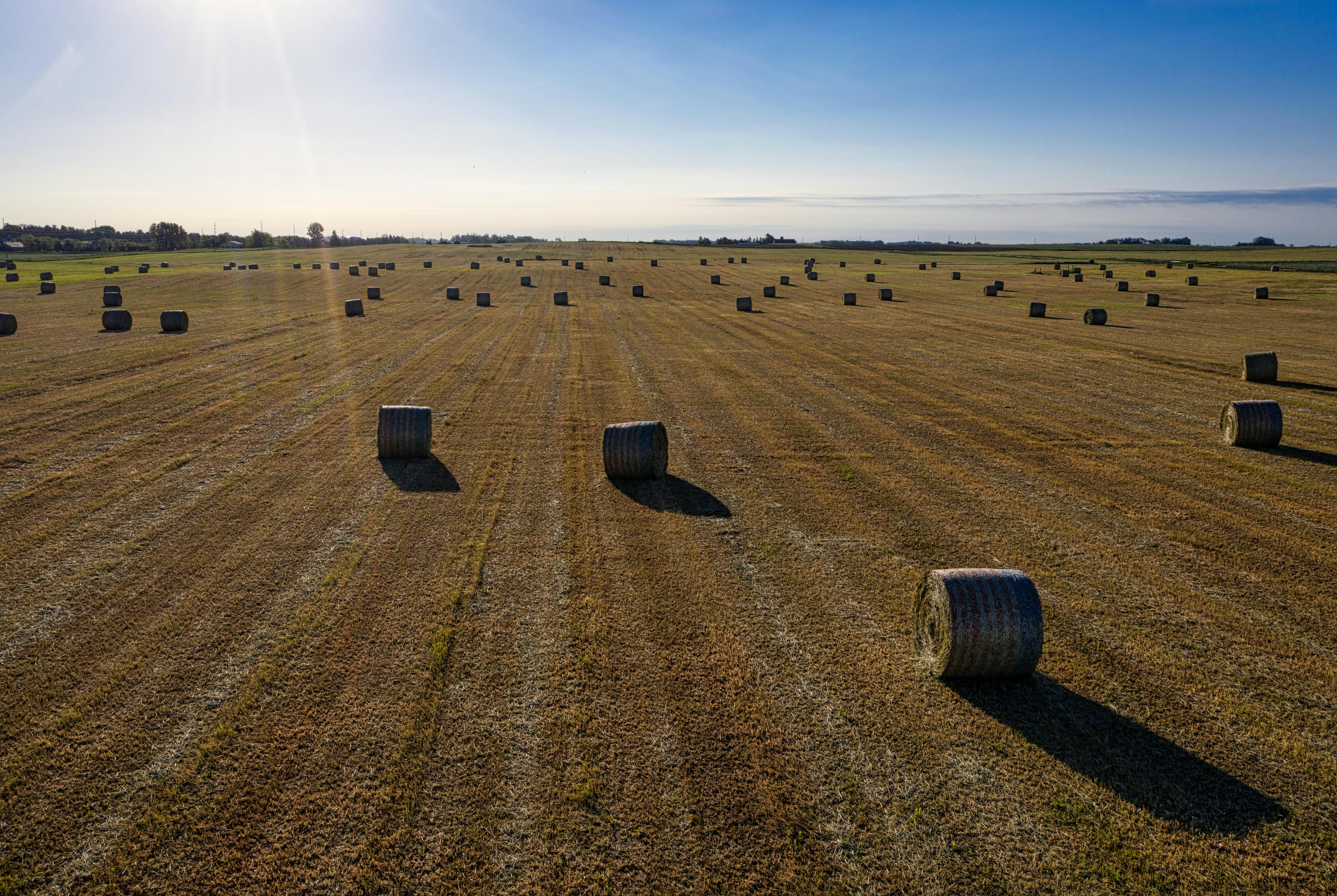 Brown Hay Roll Near Trees · Free Stock Photo